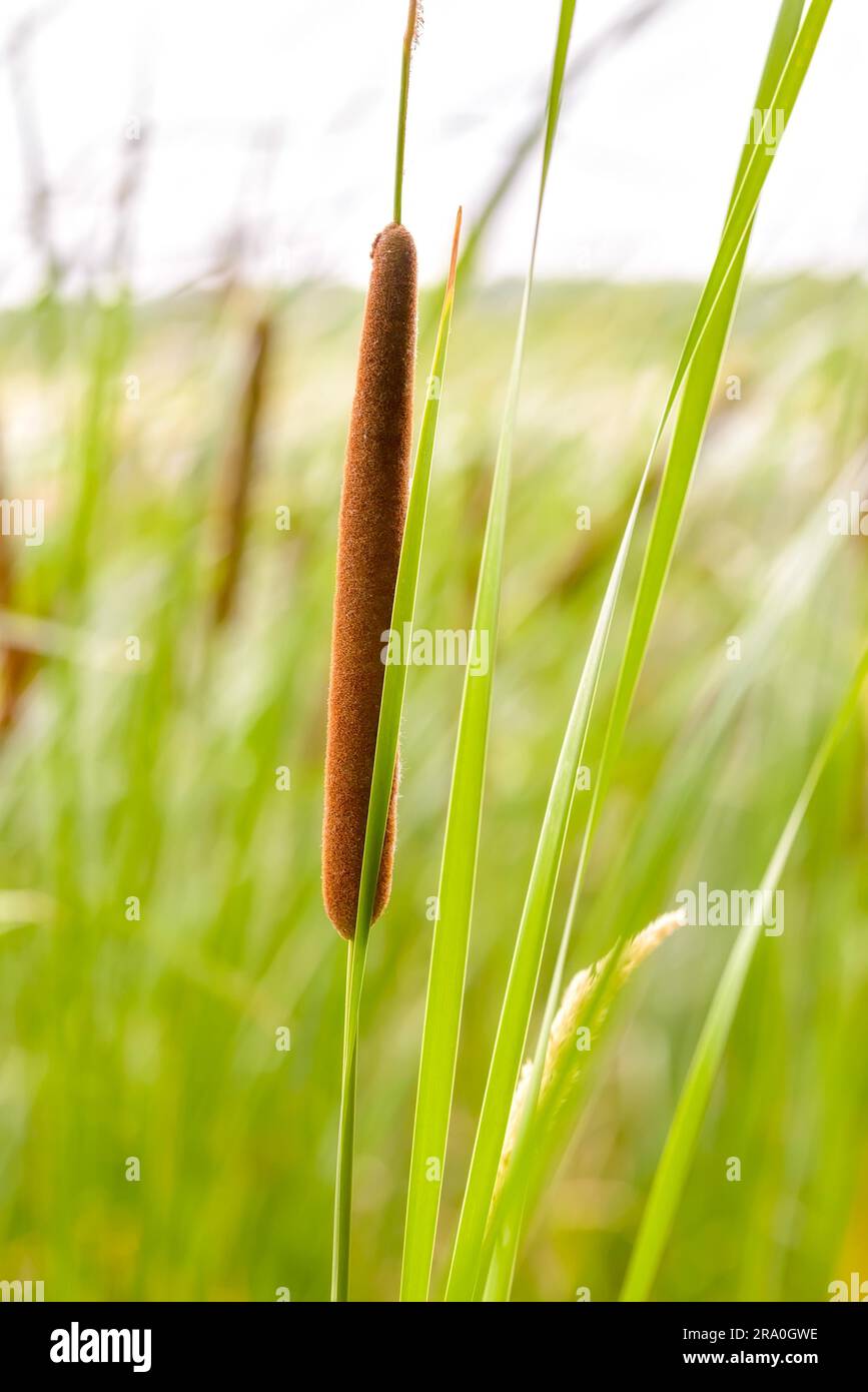 Detail of (Typha Latifolia) reed flower in the Dnieper river in summer ...