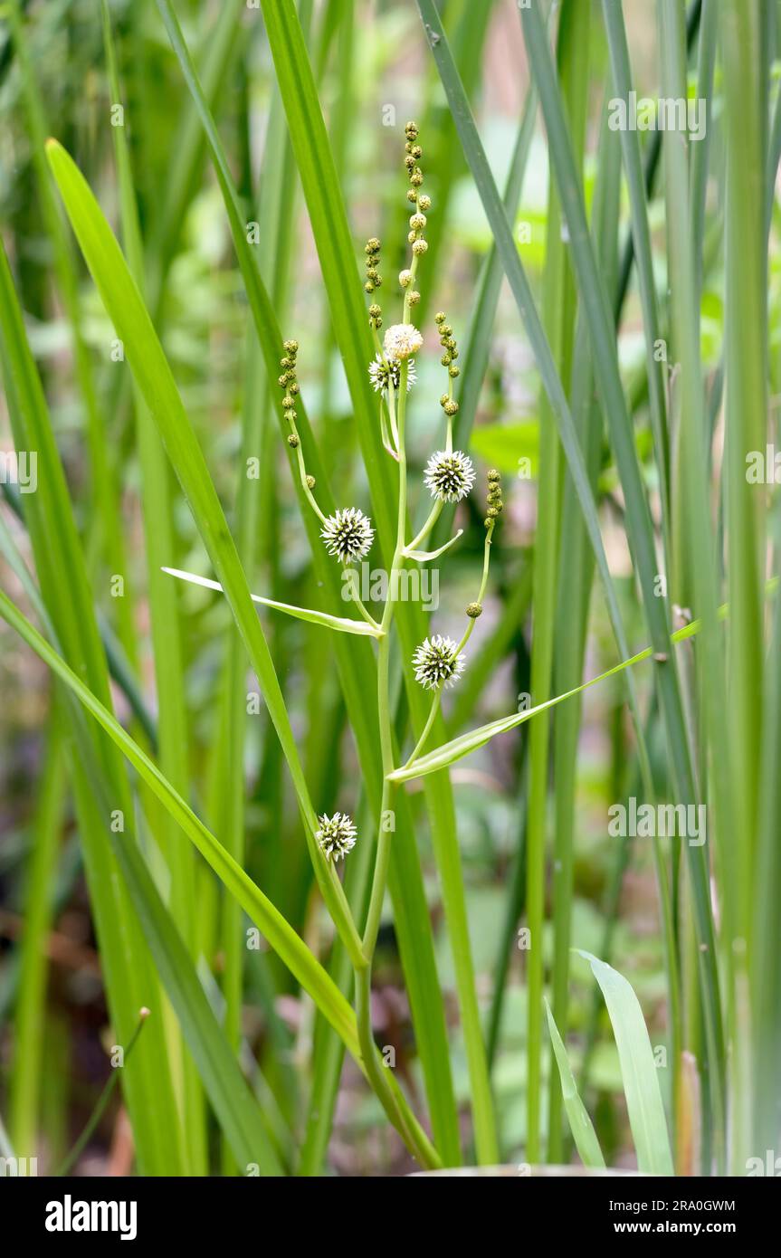 (Sparganium erectum) growing in the middle of Typha Latifolia reeds in ...