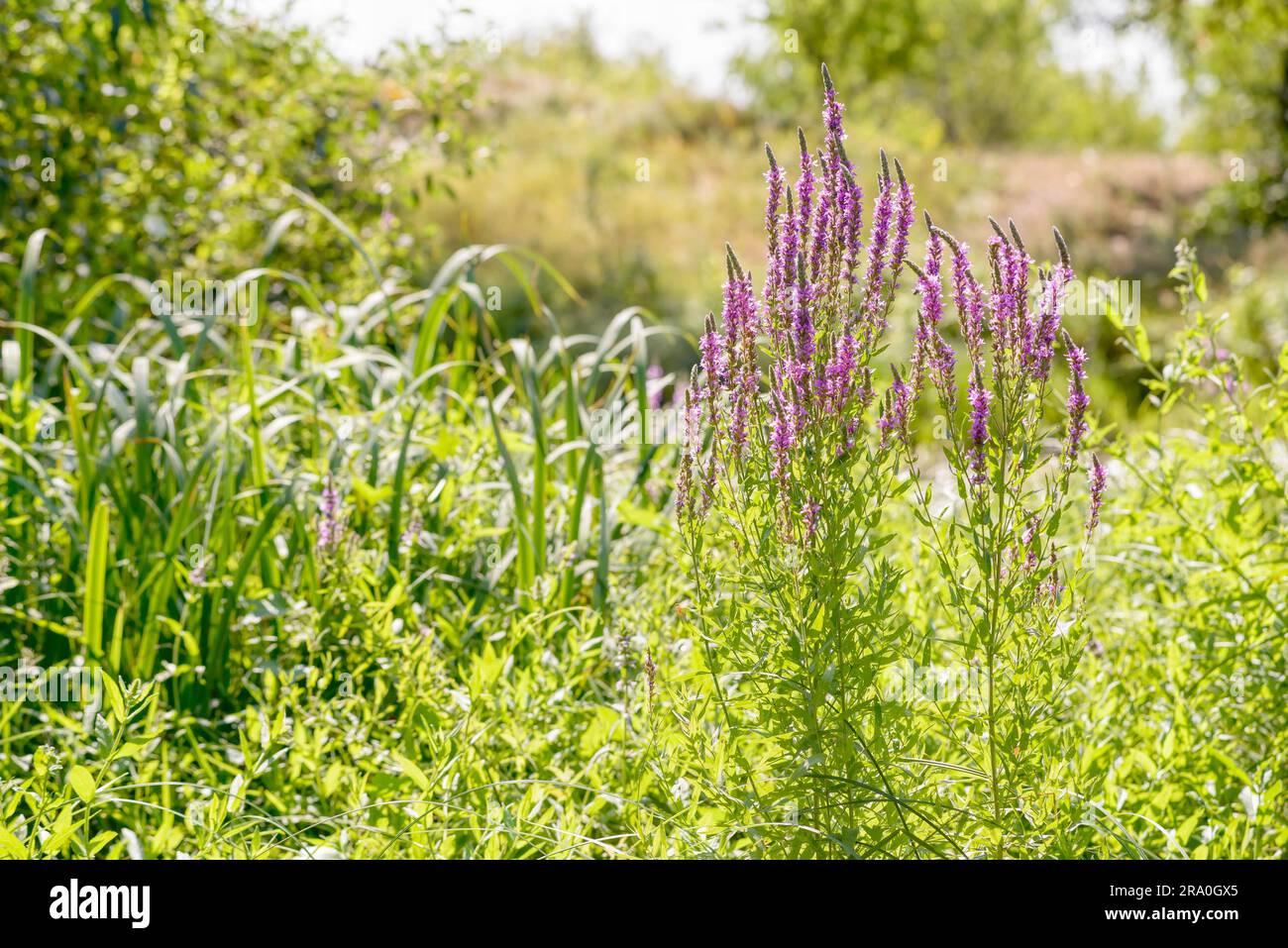 Pink (Lythrum Salicaria) growing in a meadow close to the river under ...