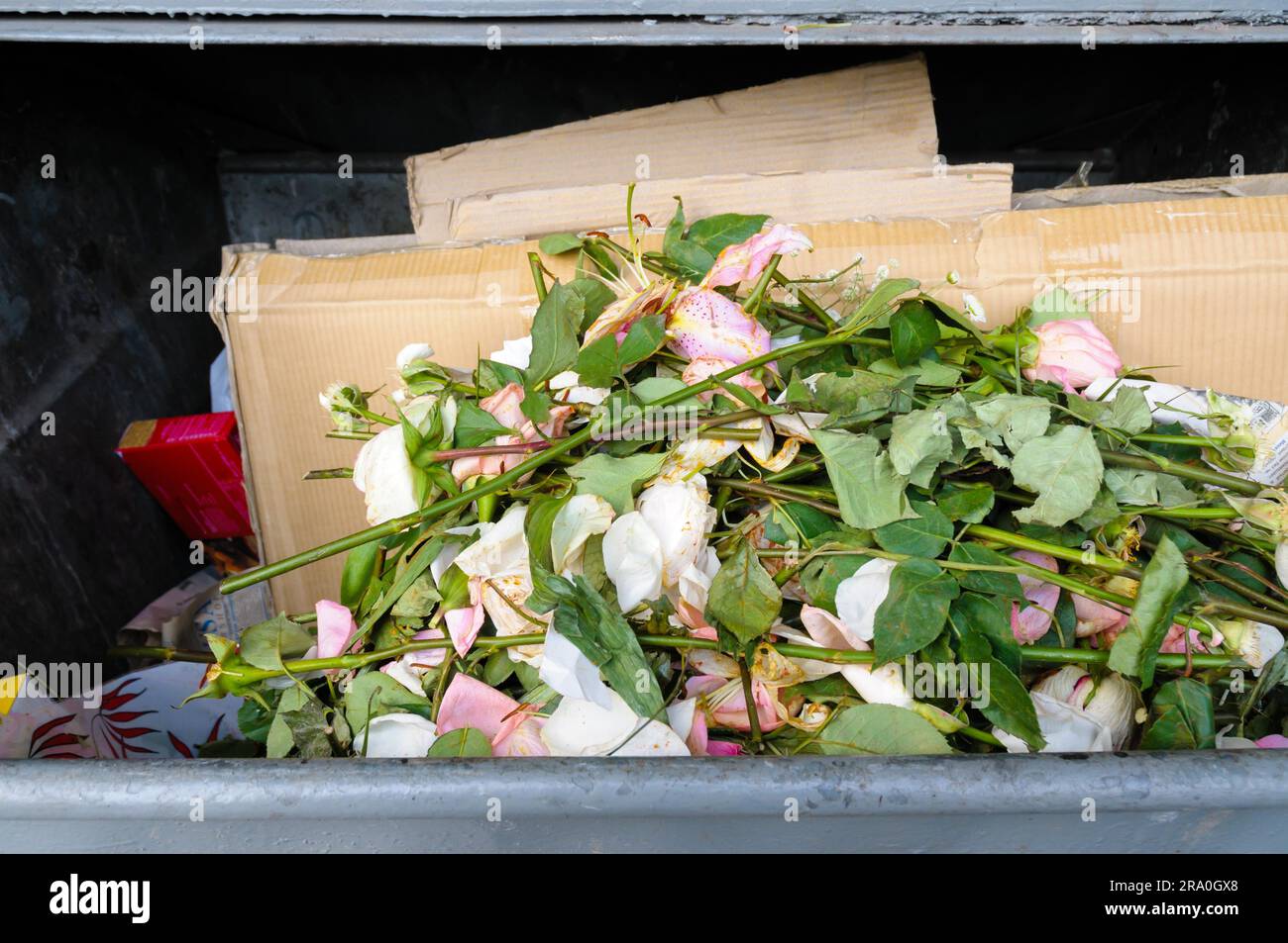 Rose plant in a container hi-res stock photography and images - Alamy
