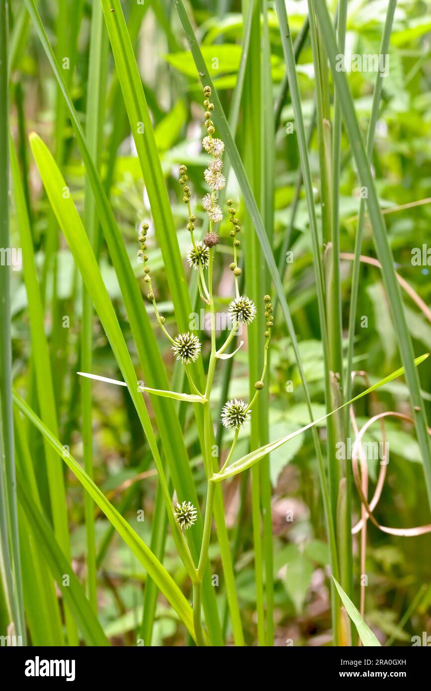 (Sparganium erectum) growing in the middle of Typha Latifolia reeds in ...