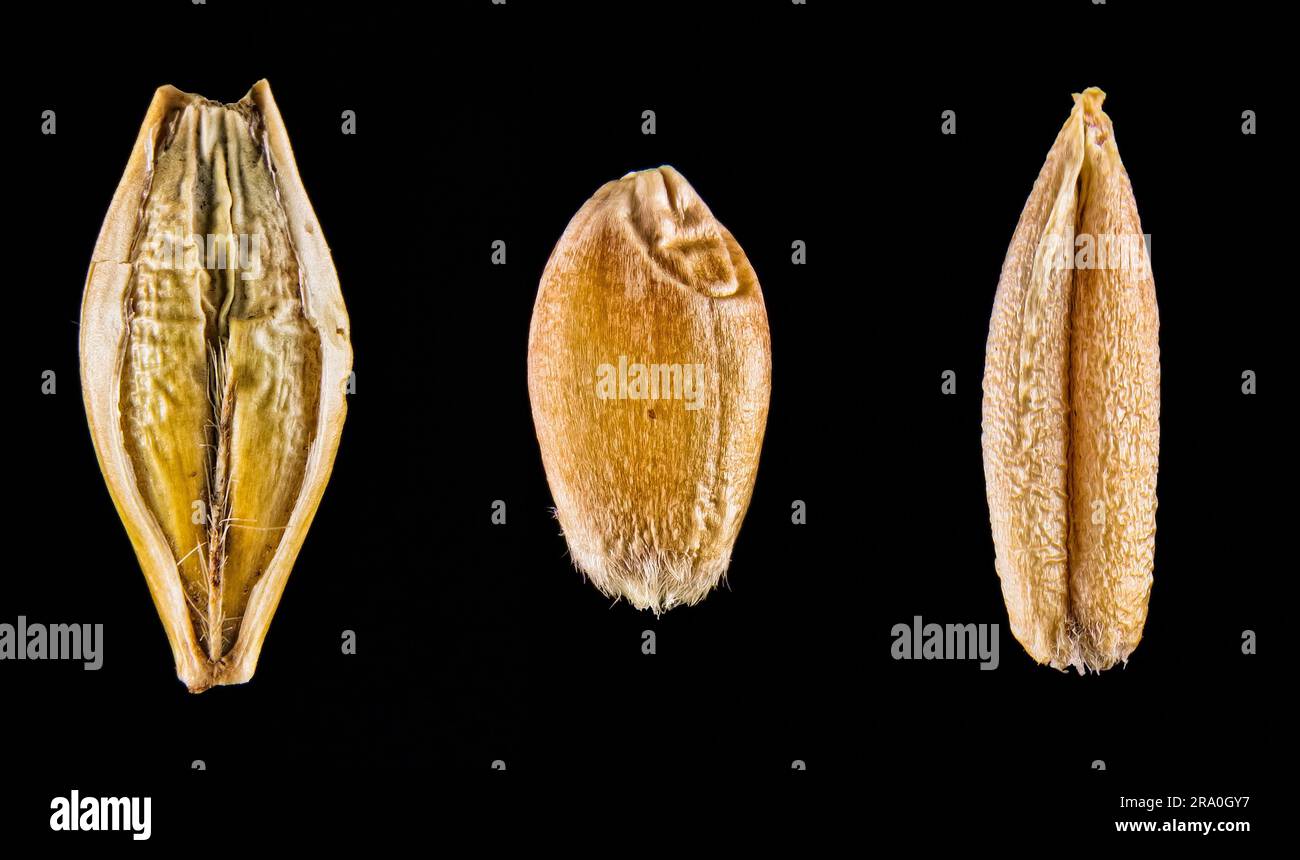 Super extreme macro of Wheat Barley and Rye Stock Photo - Alamy