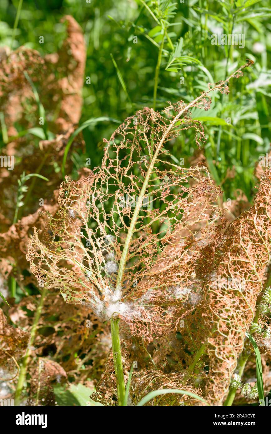 A leaf is eaten by some insects letting visible only the vein structure ...