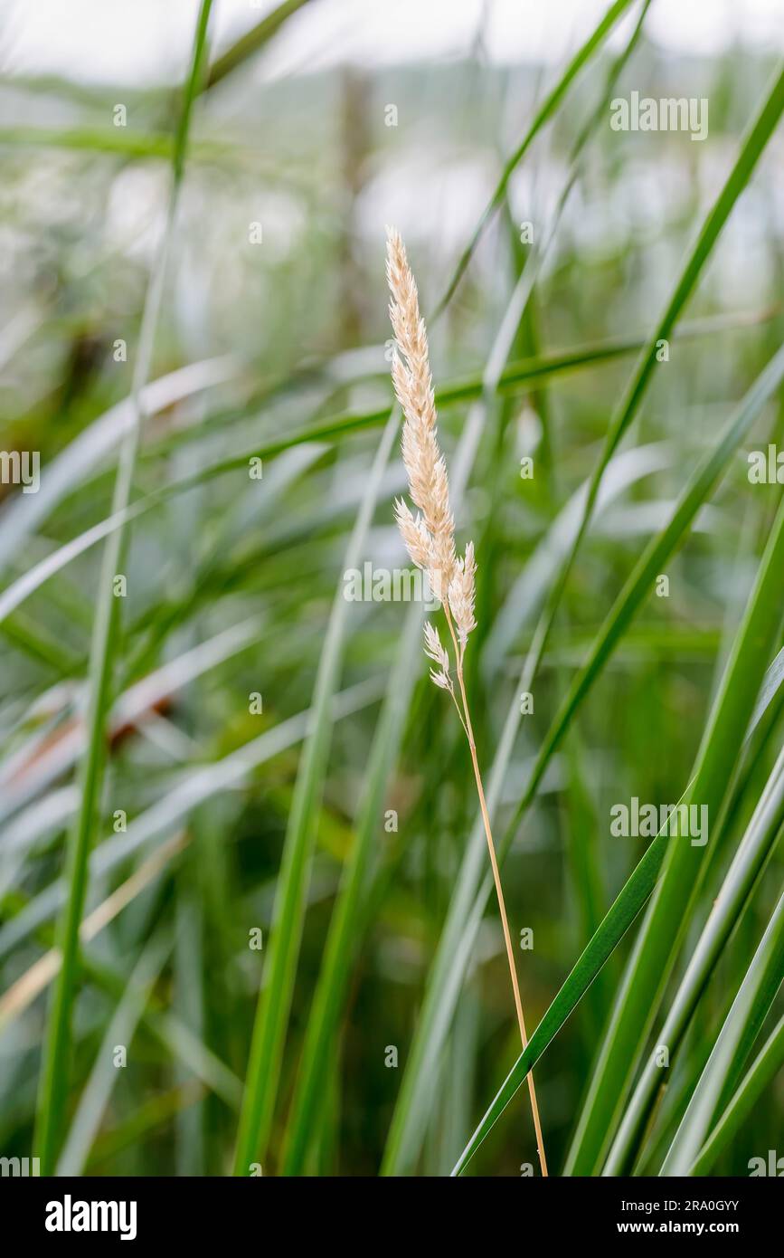 Poaceae and (Typha latifolia) reeds close to the Dnieper river Stock ...