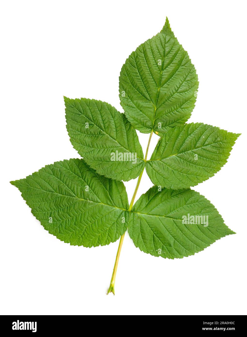 Green Raspberry leaves on white background Stock Photo - Alamy