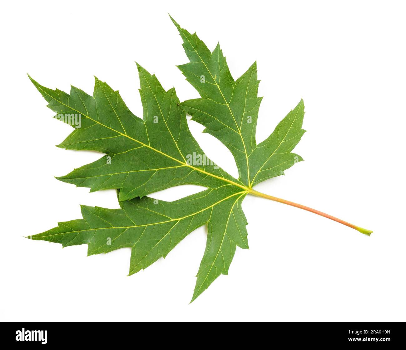 Young maple leaf tree Cut Out Stock Images & Pictures - Alamy