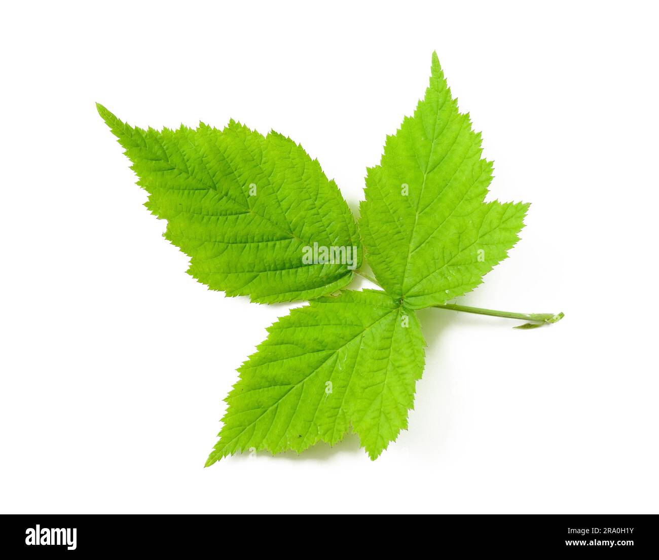 Tender green Raspberry leaves on white background Stock Photo - Alamy