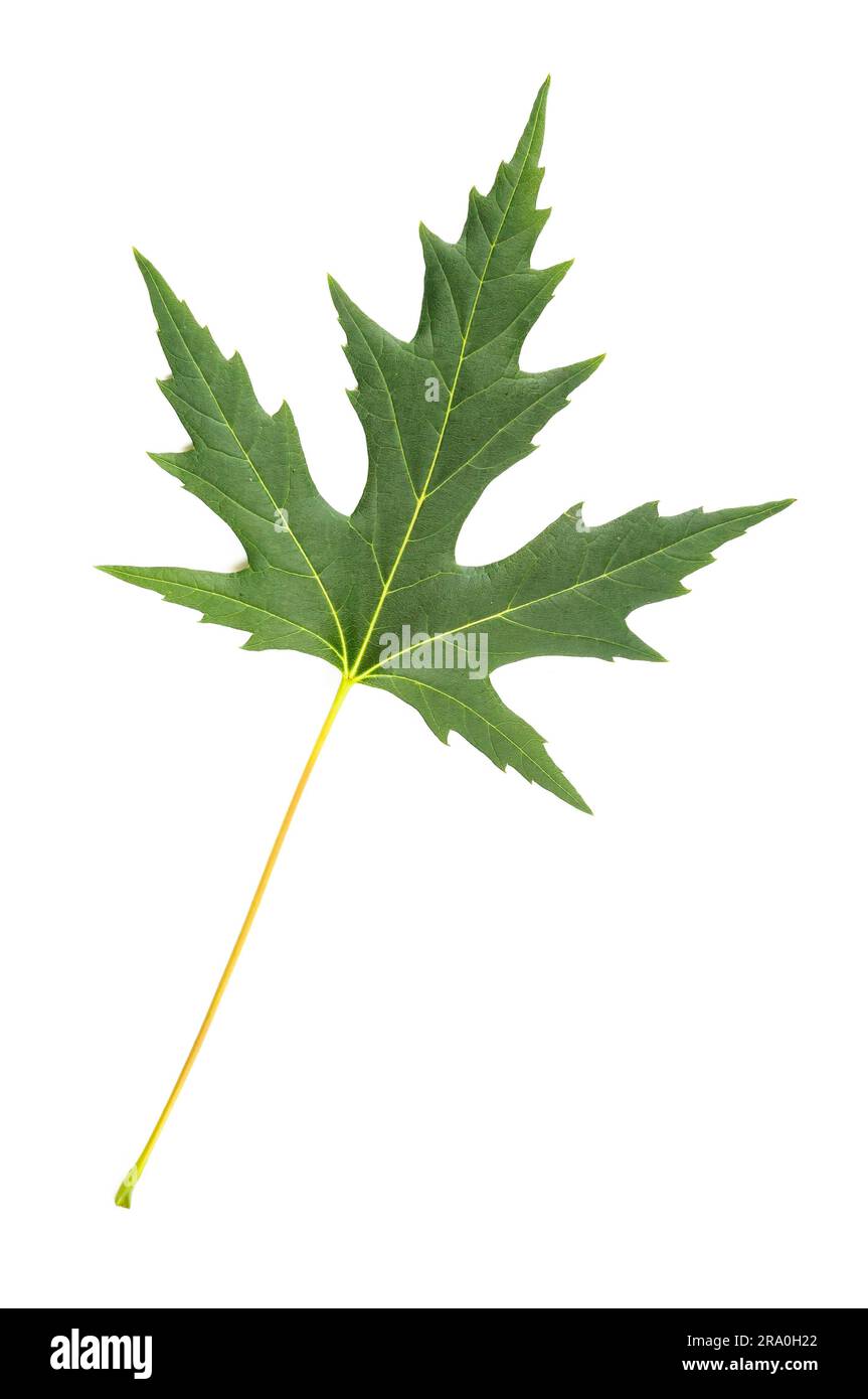 A green Maple tree leaf on white background Stock Photo - Alamy
