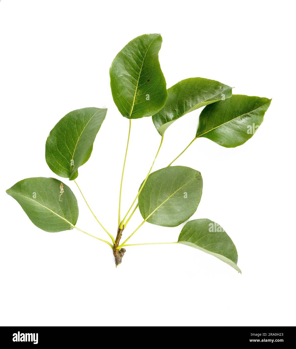 Pear tree leaves hi-res stock photography and images - Alamy