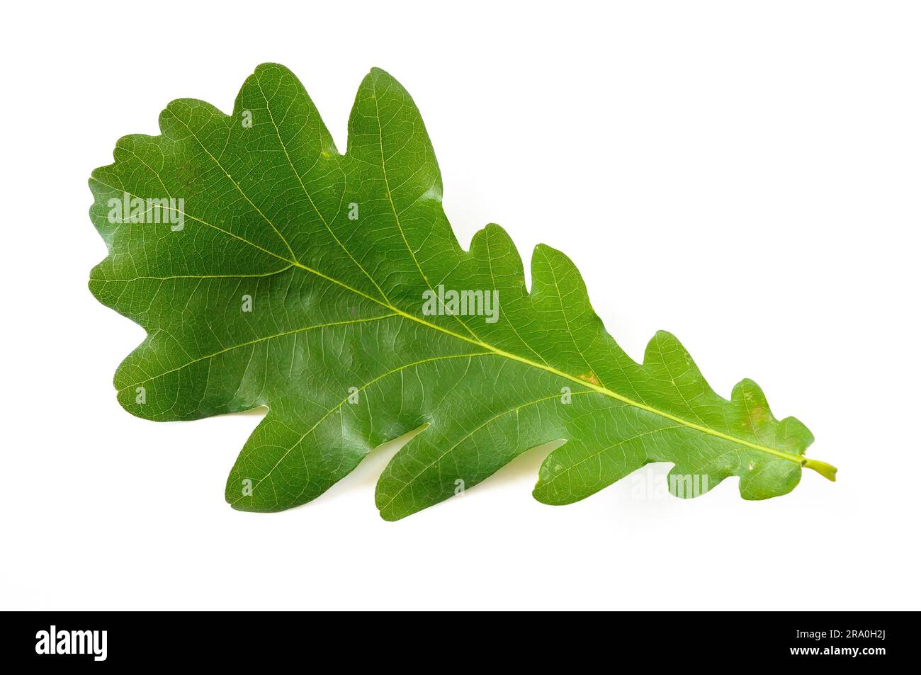 Simple twig on tree Cut Out Stock Images & Pictures - Alamy