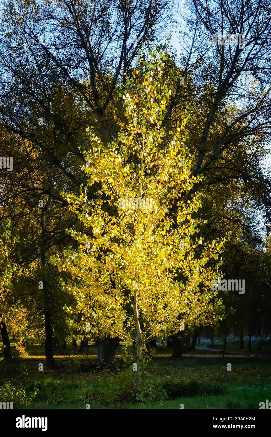 Yellow poplar tree hi-res stock photography and images - Alamy
