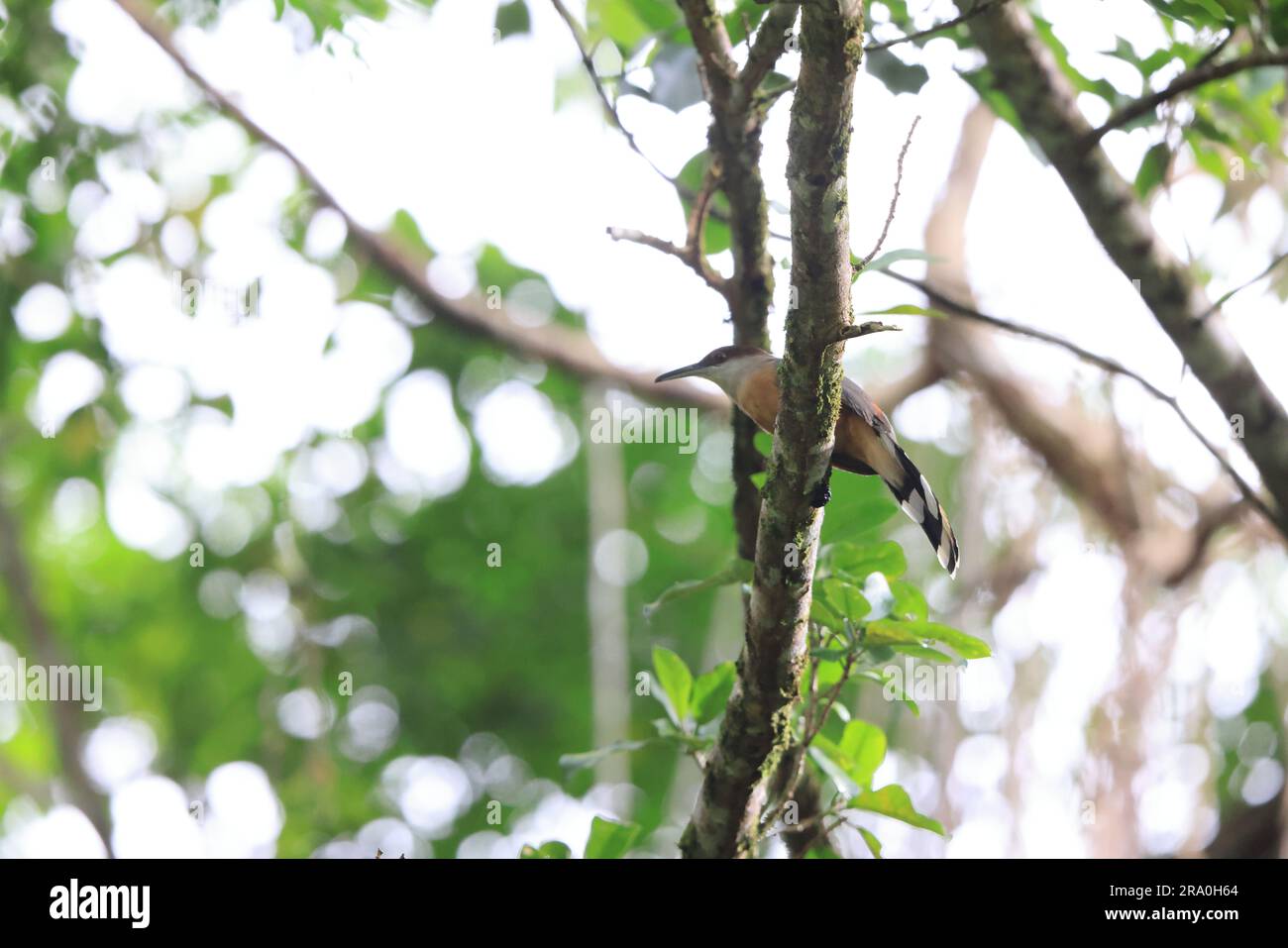 Jamaican lizard cuckoo coccyzus vetula hi-res stock photography and ...