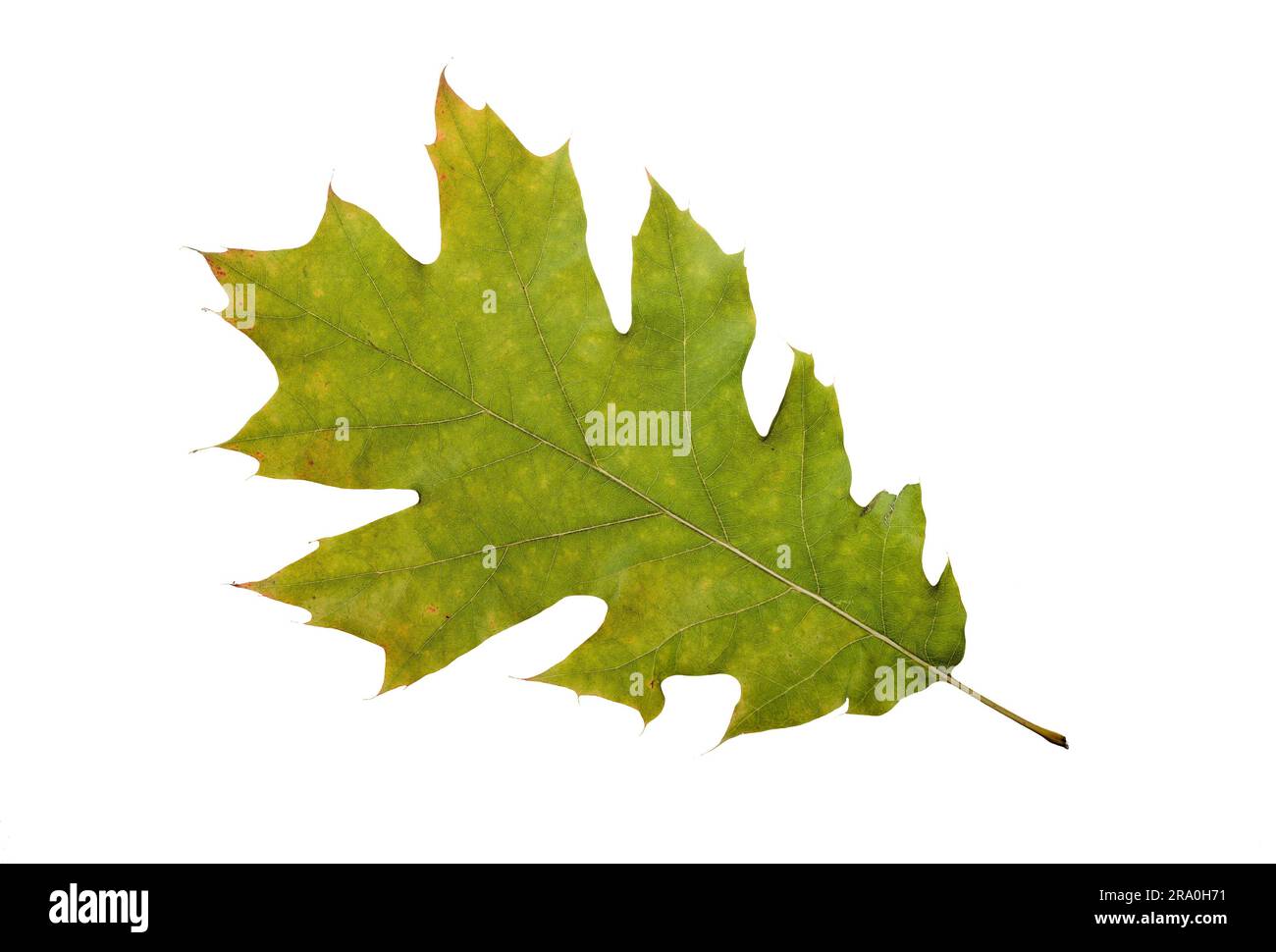 Oak tree leaf with autumn colors, isolated on white background Stock ...