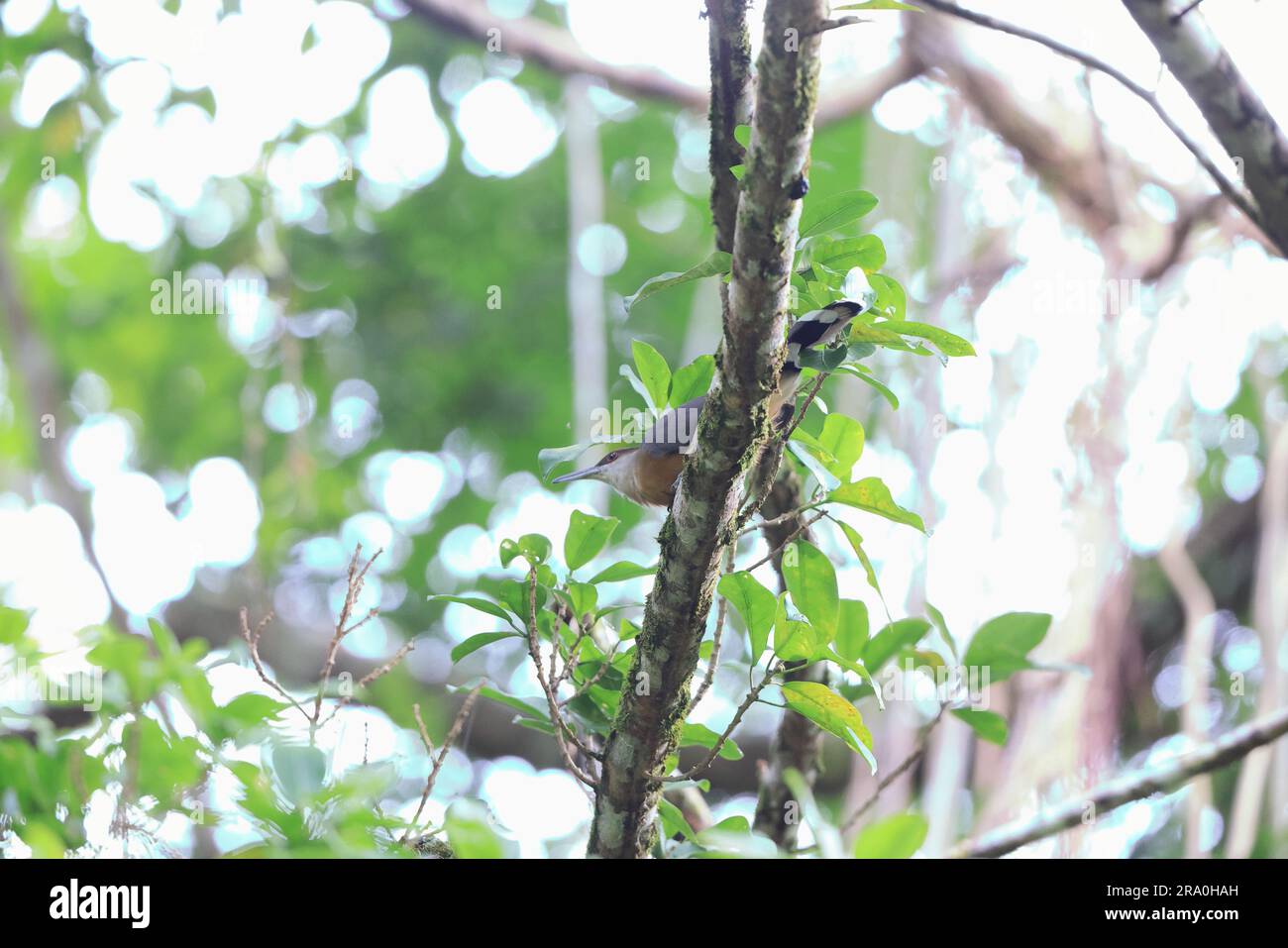 Jamaican lizard cuckoo (Coccyzus vetula) is a species of bird in the tribe Phaenicophaeini ...