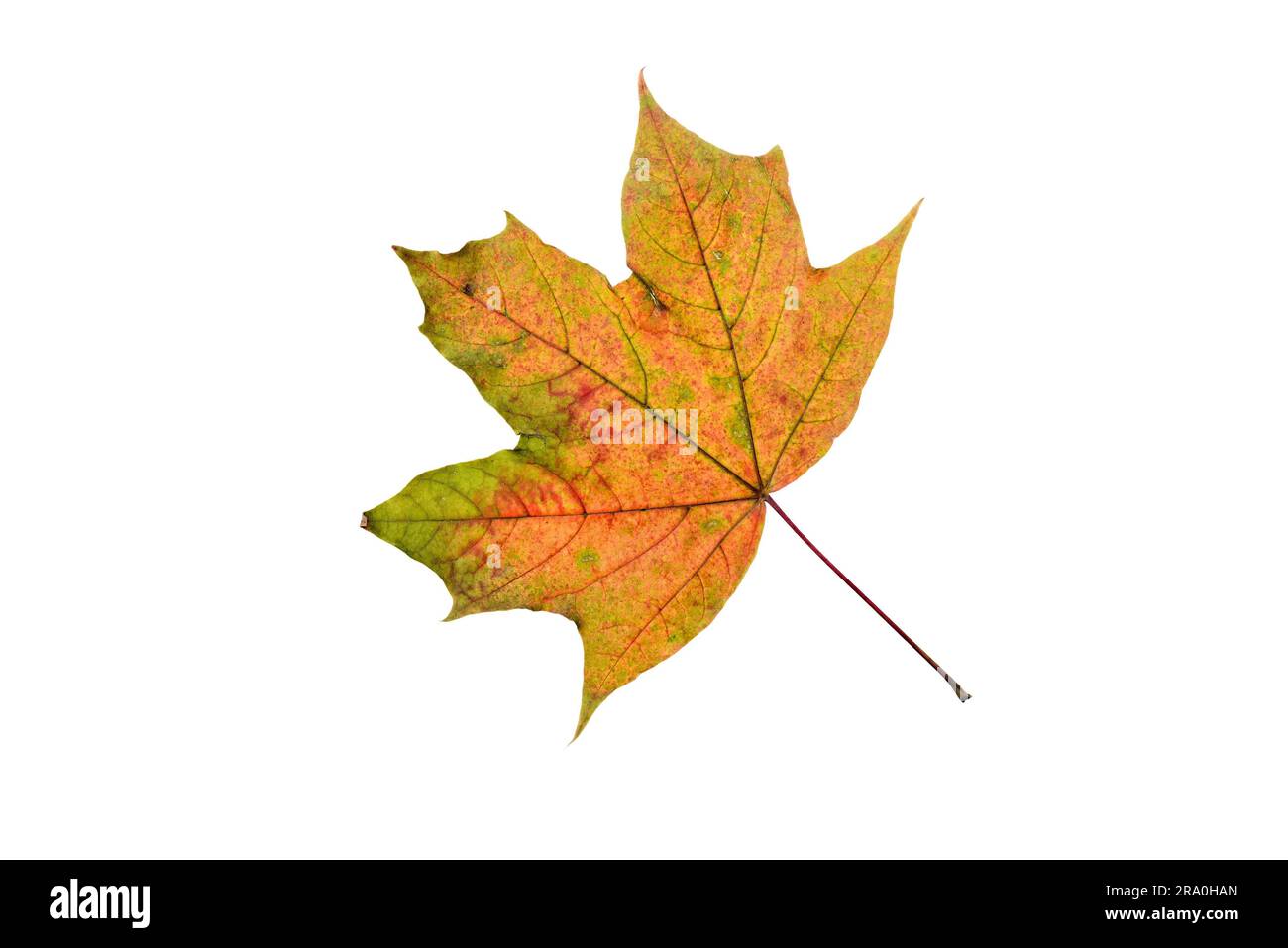 Maple tree leaf with autumn colors, isolated on white background Stock ...