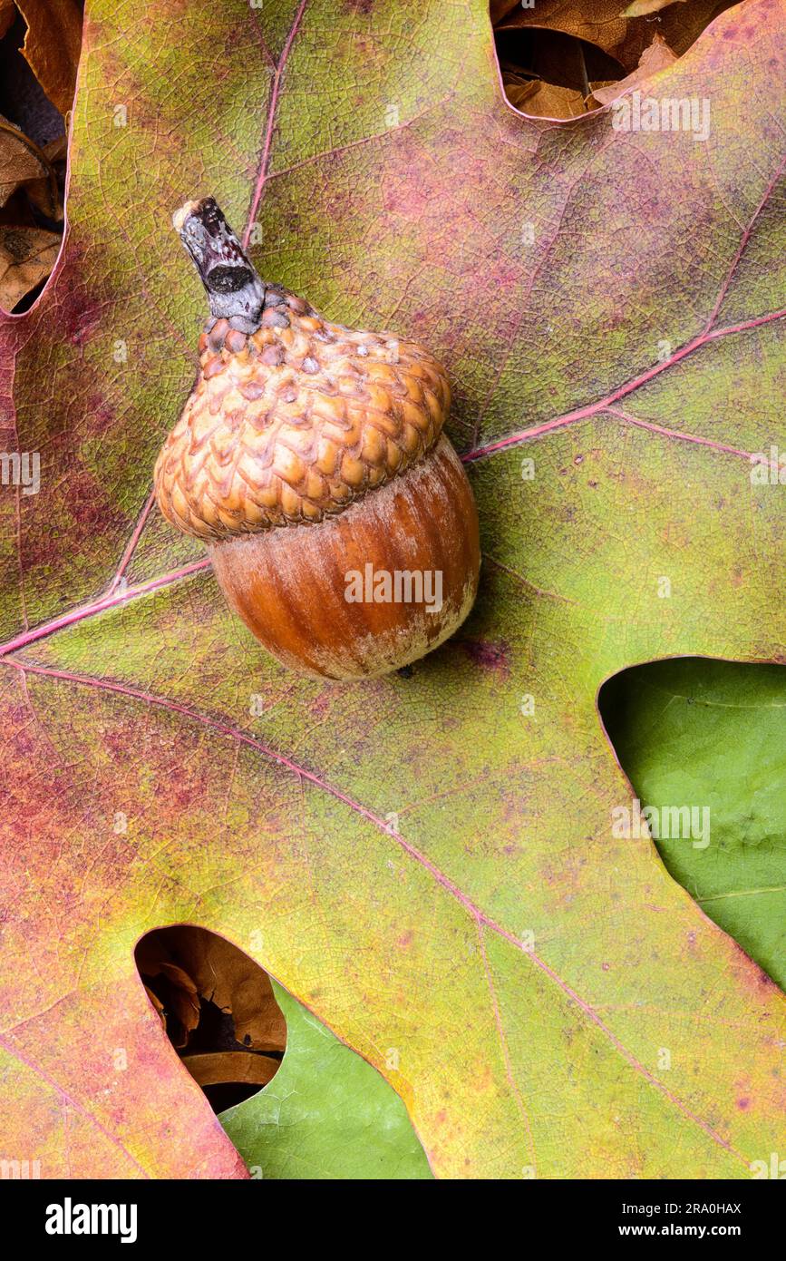 Macro of acorn on colorful autumn leaf Stock Photo - Alamy