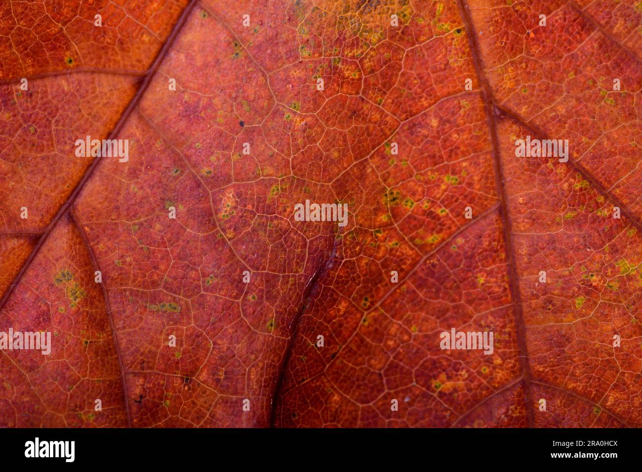 Macro of a Maple tree leaf with autumn colors Stock Photo - Alamy