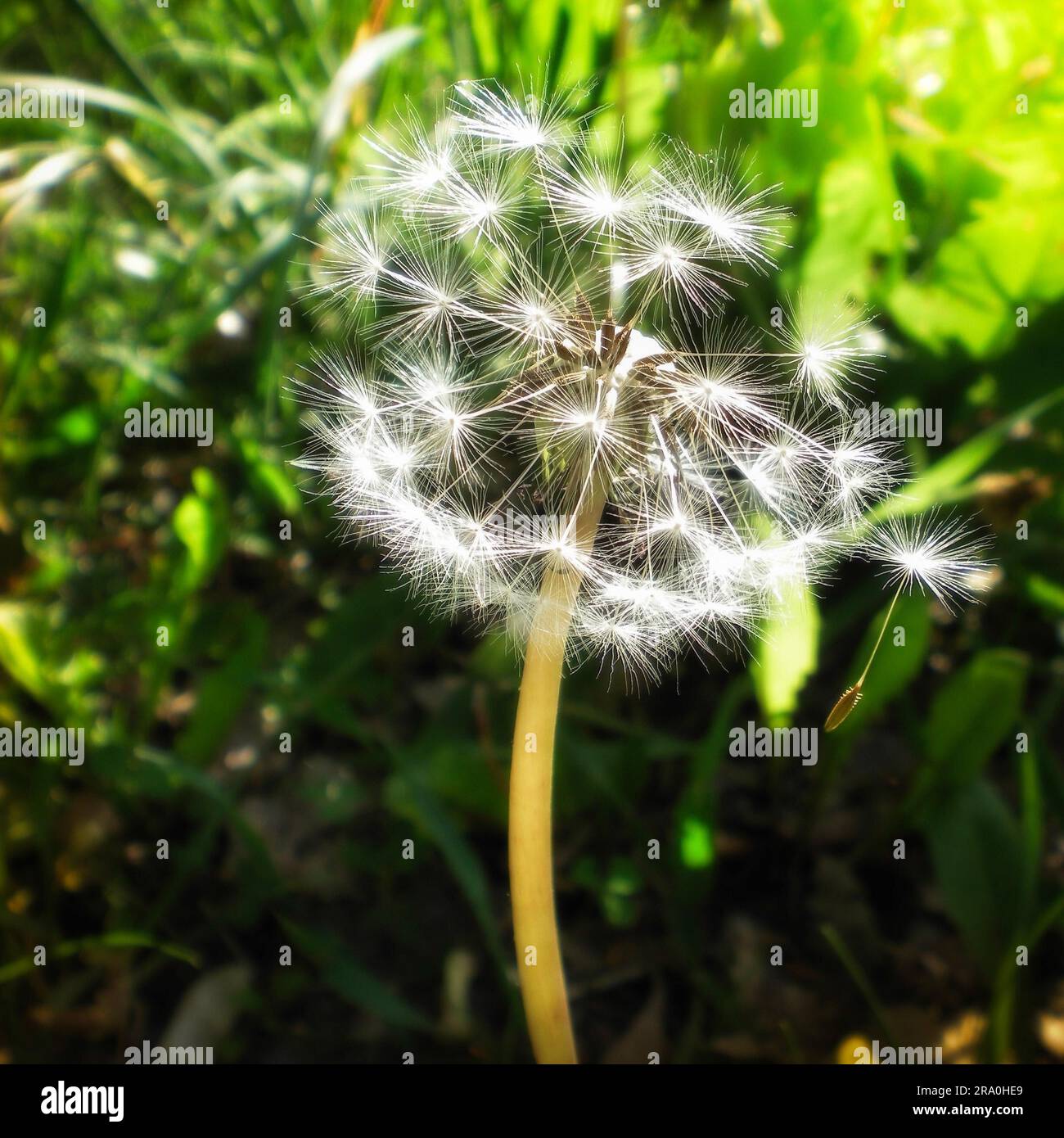 Illuminated seed head hi-res stock photography and images - Alamy