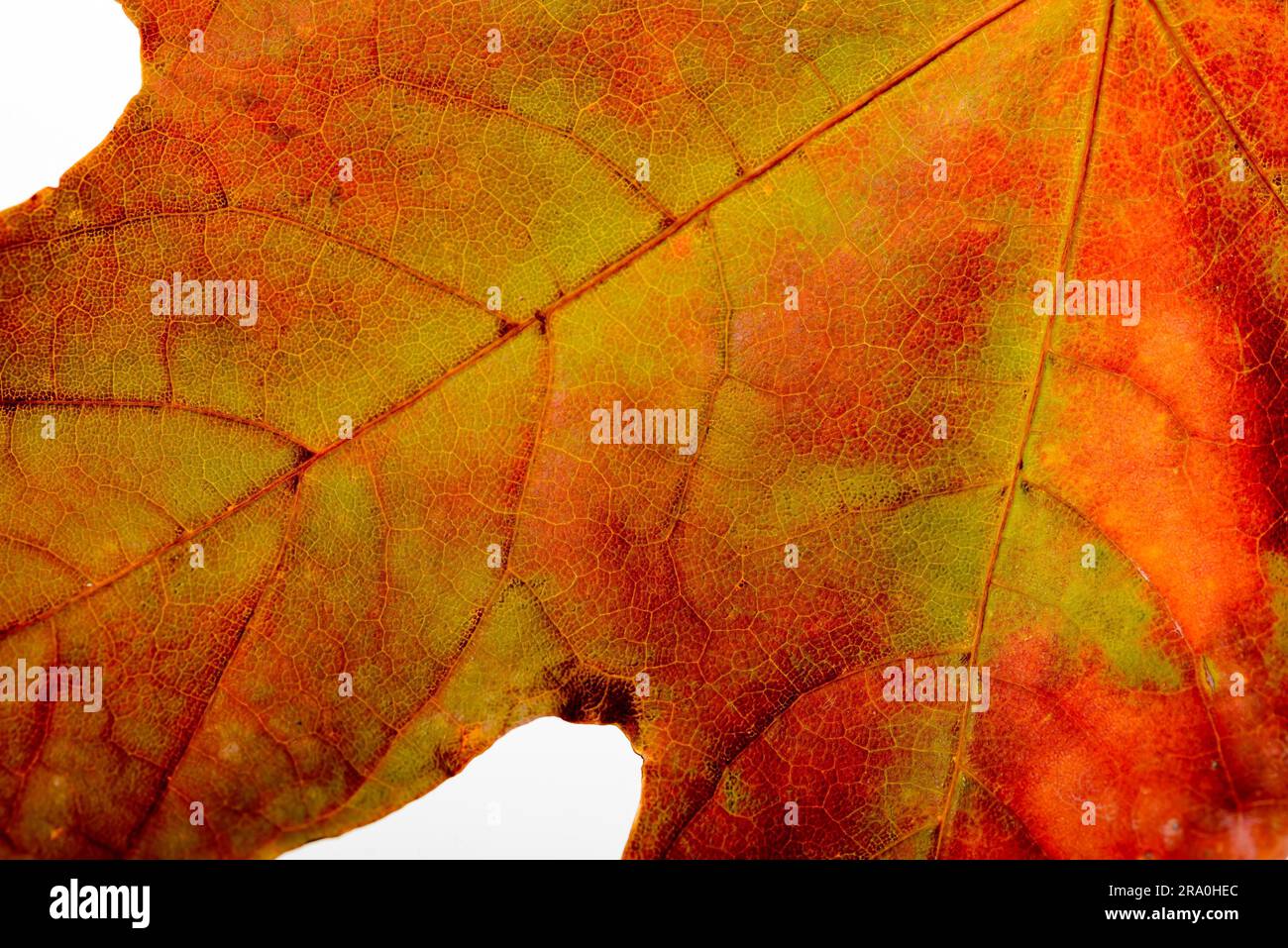 September tree colors hi-res stock photography and images - Alamy