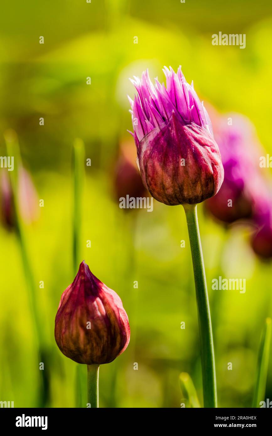 Chive blossoms hi-res stock photography and images - Alamy