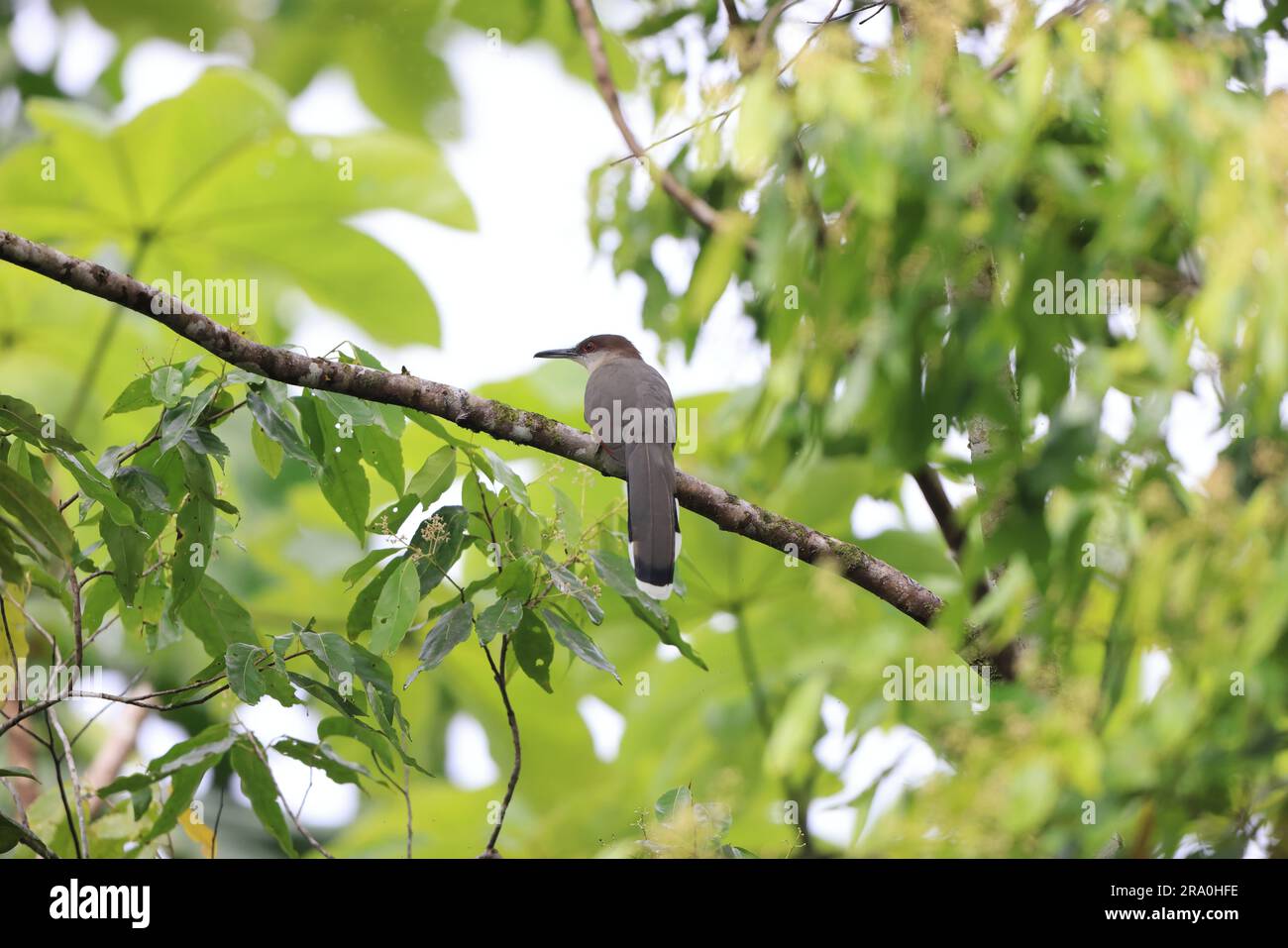 Jamaican family hi-res stock photography and images - Alamy