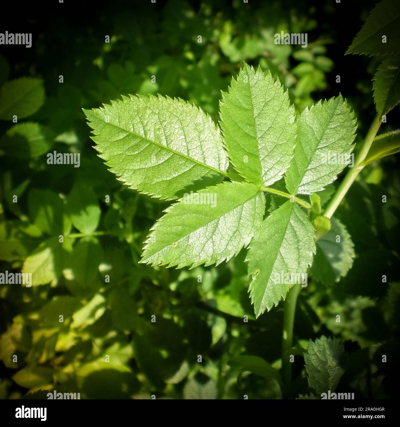 Leaf rose hip hi-res stock photography and images - Alamy