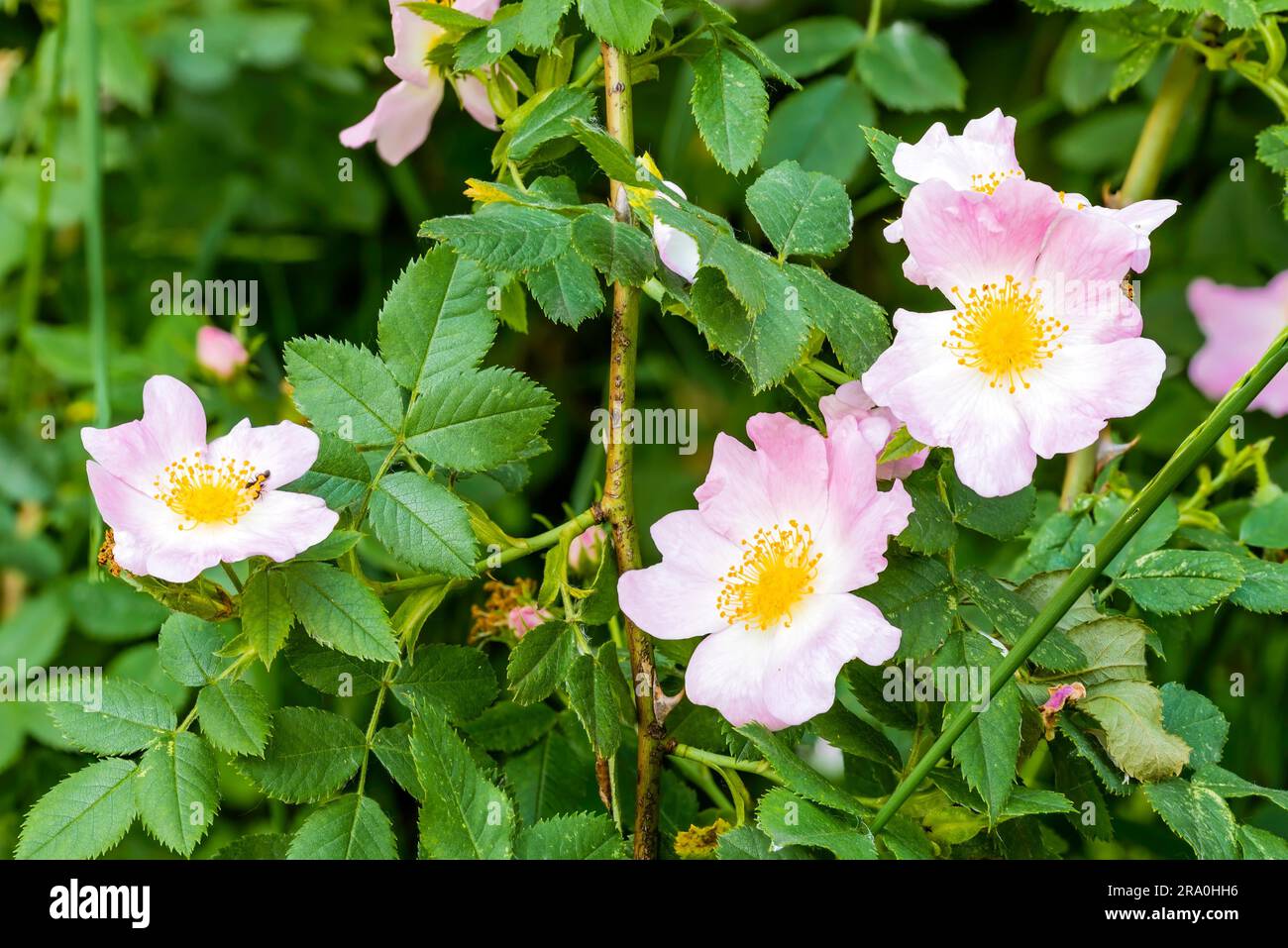 Briar roses hi-res stock photography and images - Alamy