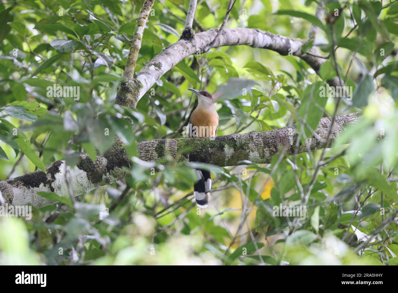 Jamaican family hi-res stock photography and images - Alamy