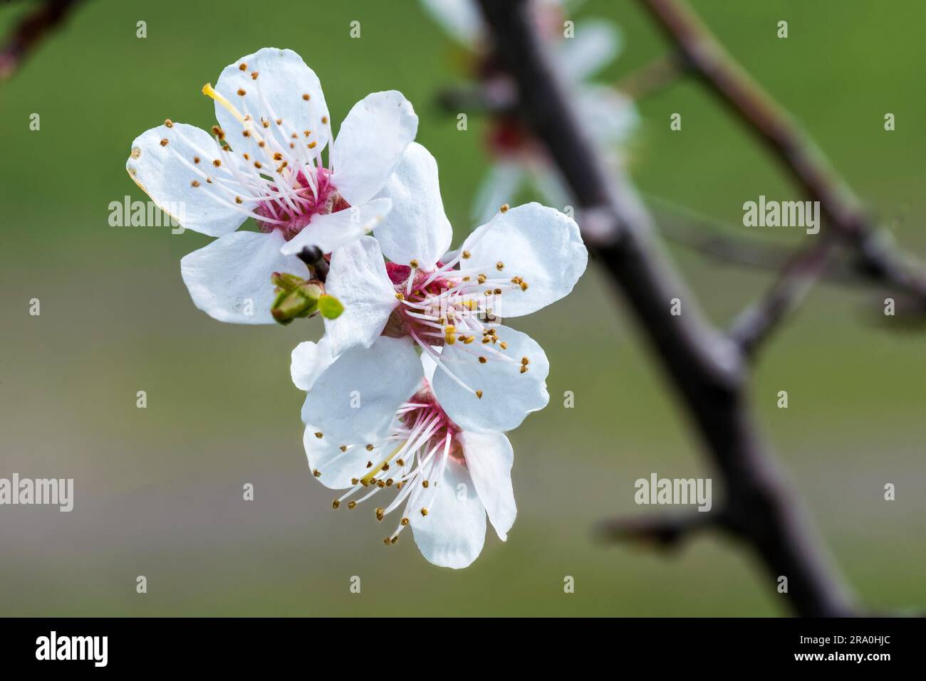 Warm peach hi-res stock photography and images - Alamy