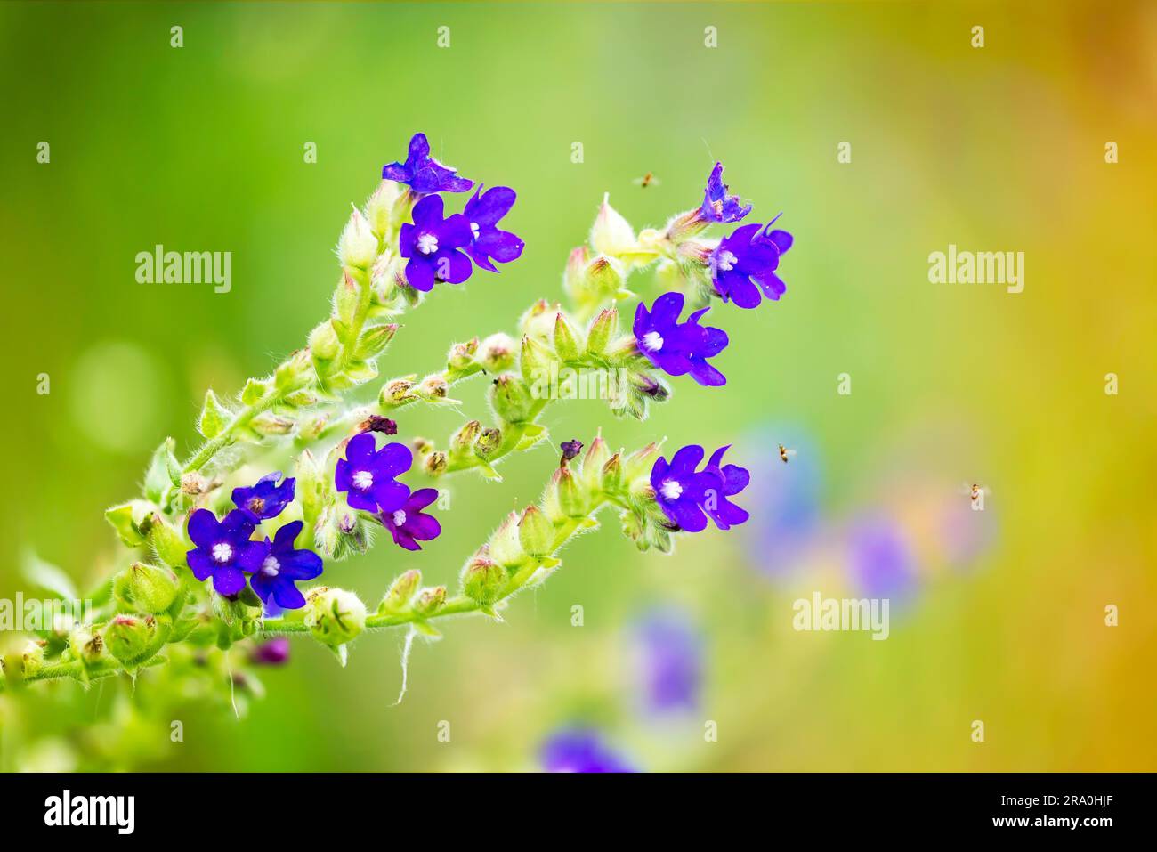 Little blue (Anchusa officinalis) flowers in the meadow under a warm ...