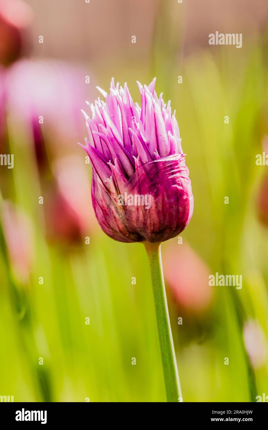 Chive blossoms hi-res stock photography and images - Alamy