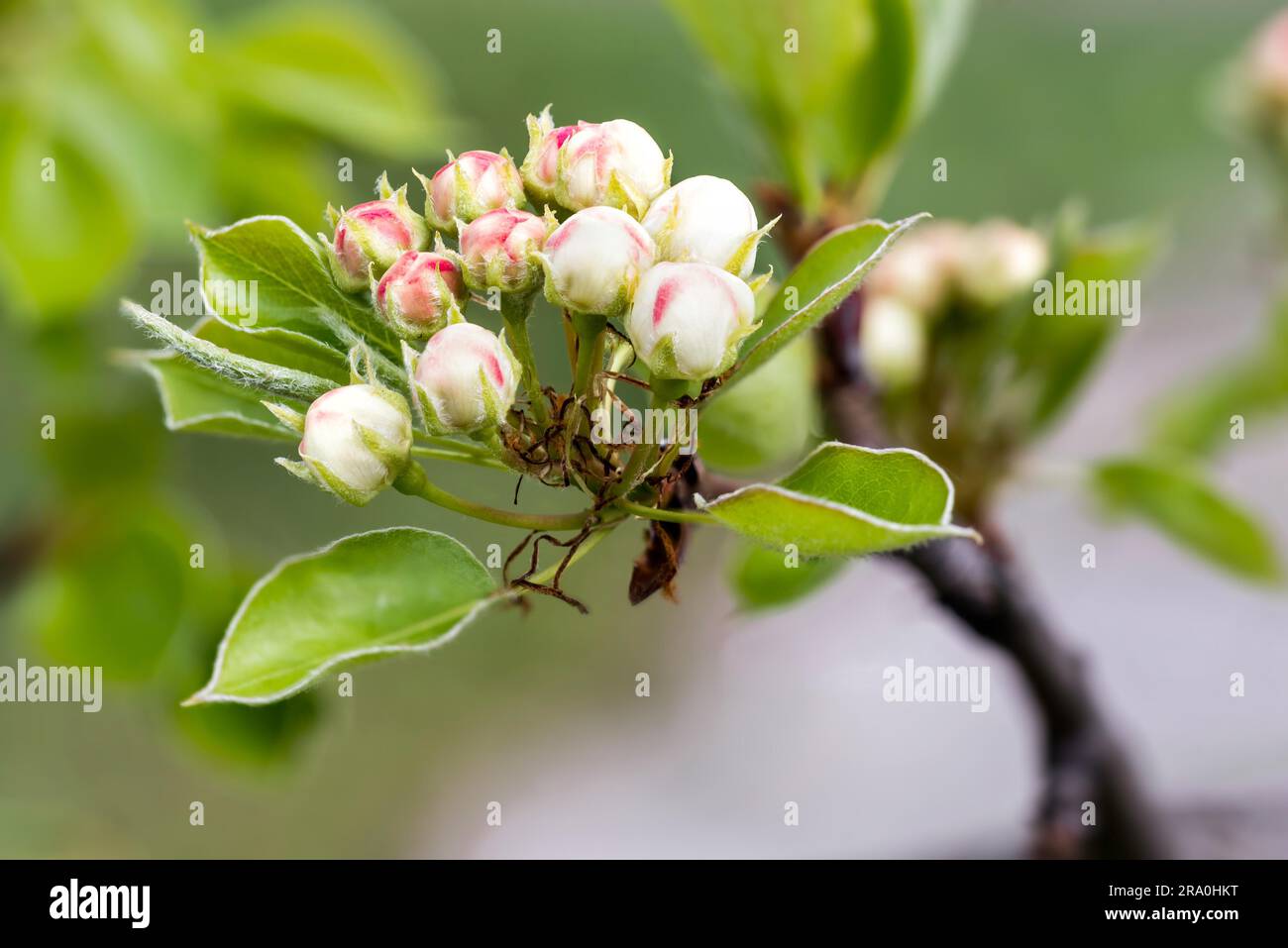 Red and white buds of fruit tree, as pear, apple, almond or cherry, on ...