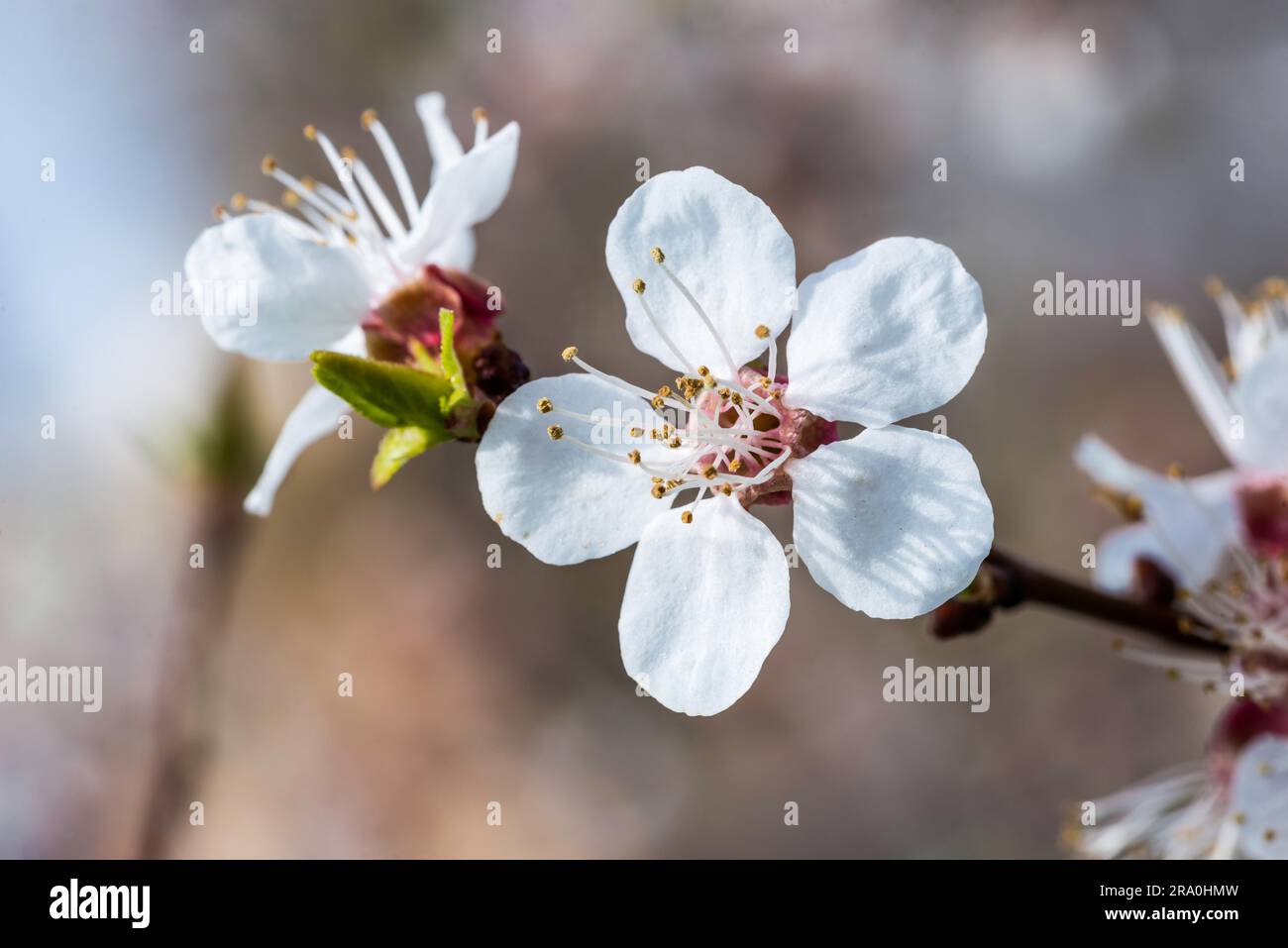 Fruit tree flower under the warm spring sun Stock Photo - Alamy