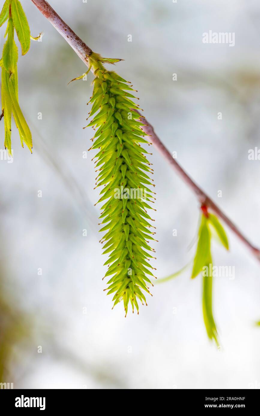 Catkin male female spring hi-res stock photography and images - Alamy