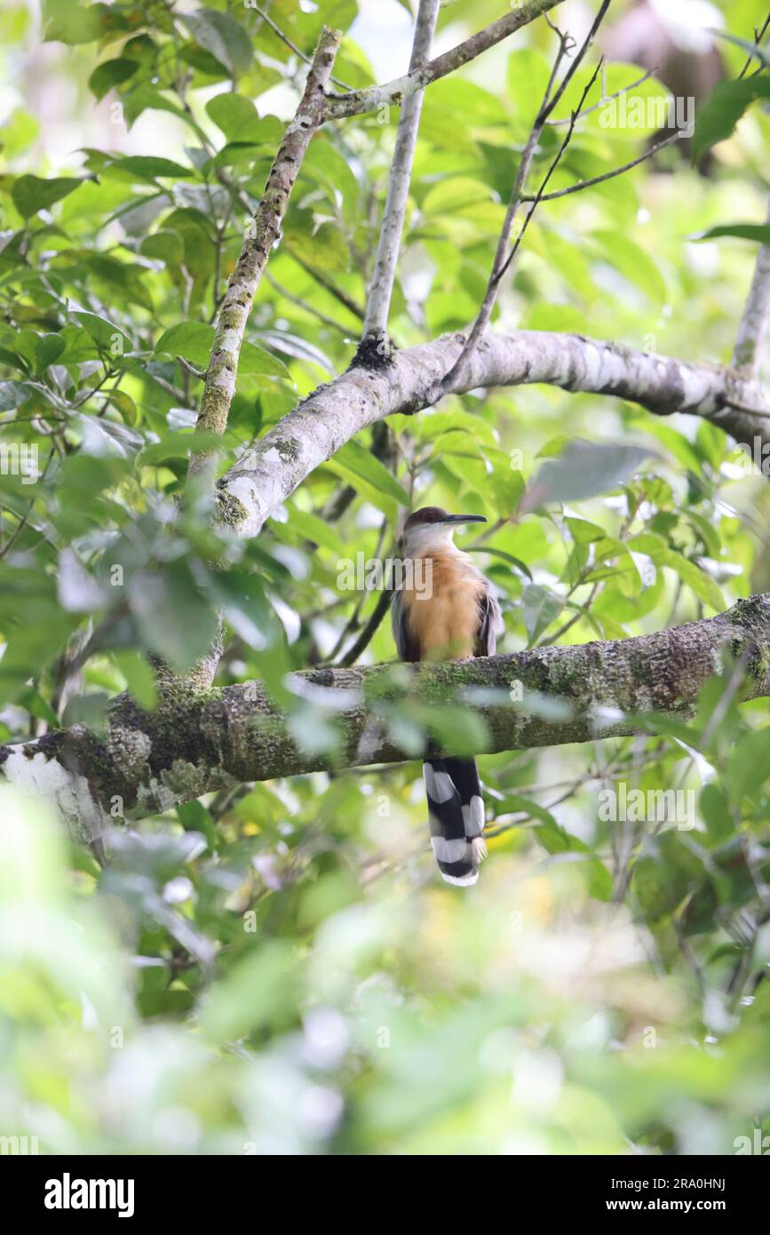 Jamaican lizard cuckoo (Coccyzus vetula) is a species of bird in the tribe Phaenicophaeini ...