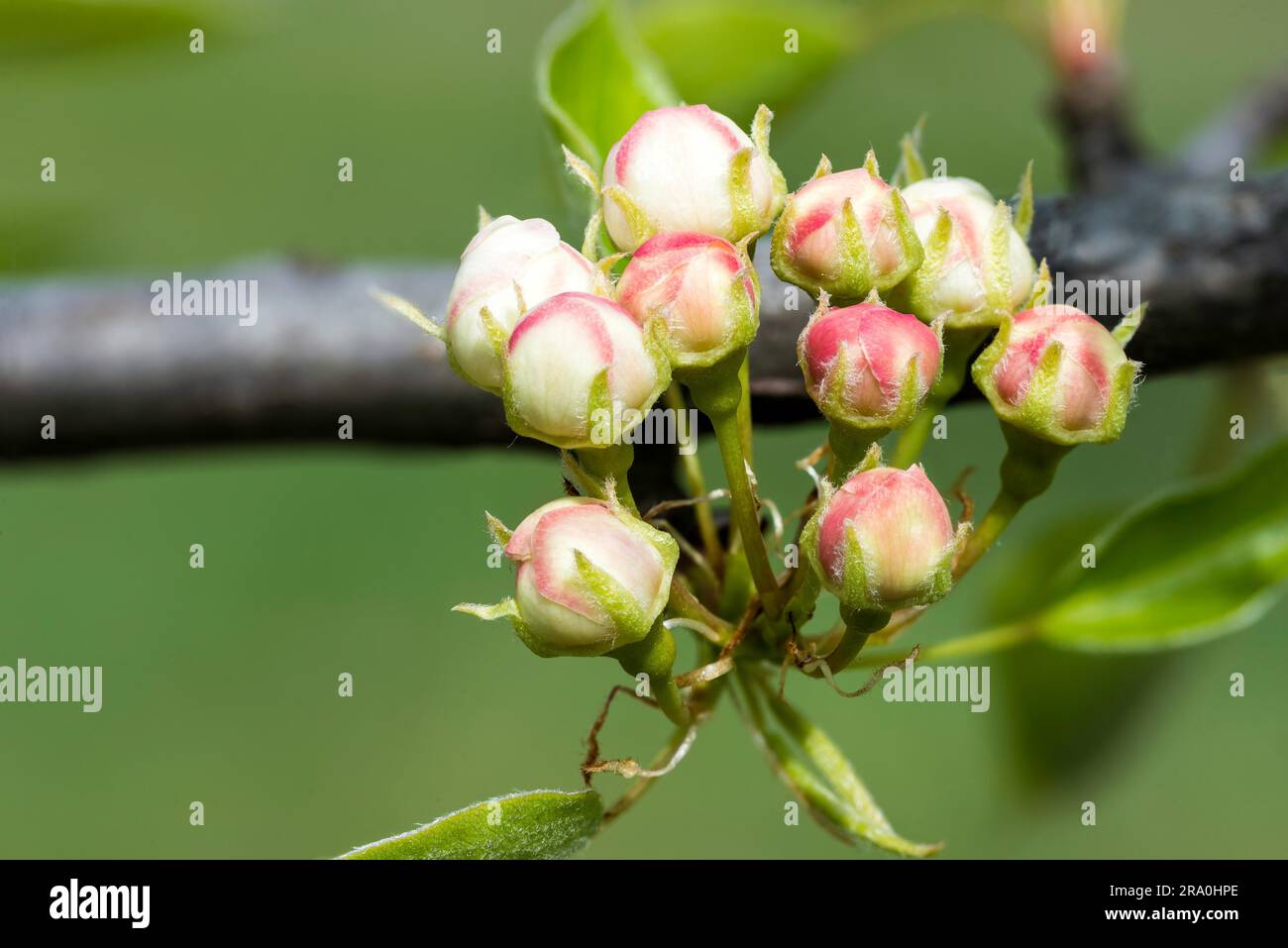 Pear seedling hi-res stock photography and images - Alamy