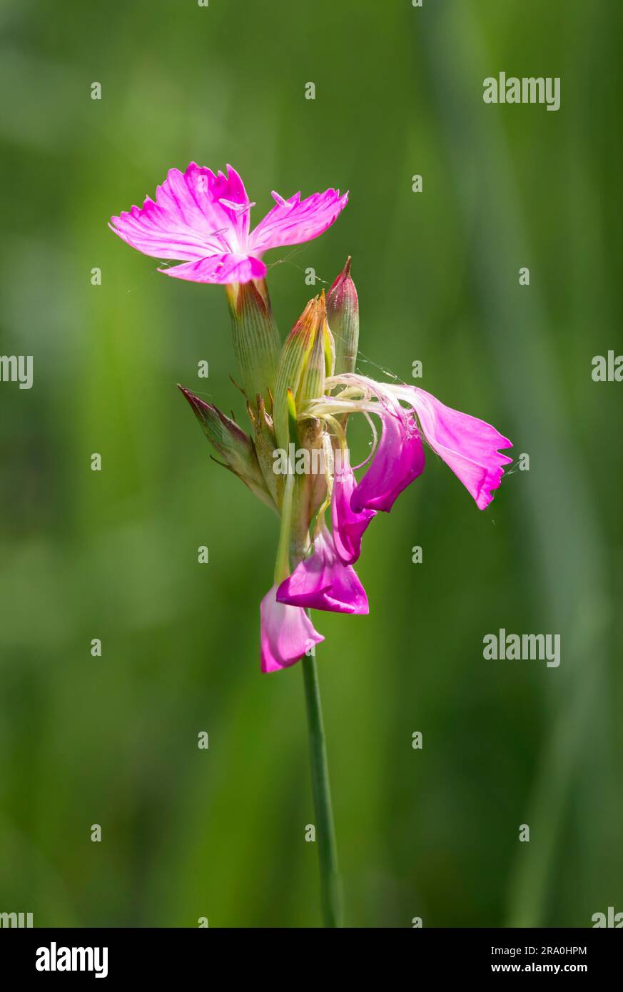 Deptford Pink (Dianthus Armeria) or in a green meadow under the warm ...