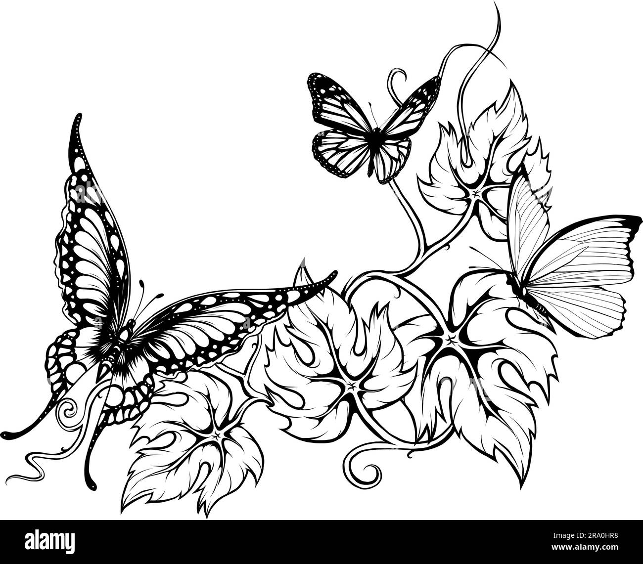 Beautiful black and white butterfly Outline vector illustration Stock ...