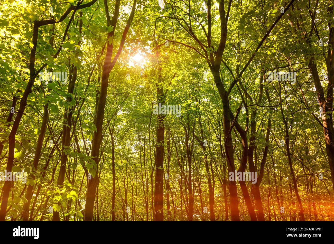 Sun rays through the tree in a deep forest Stock Photo - Alamy
