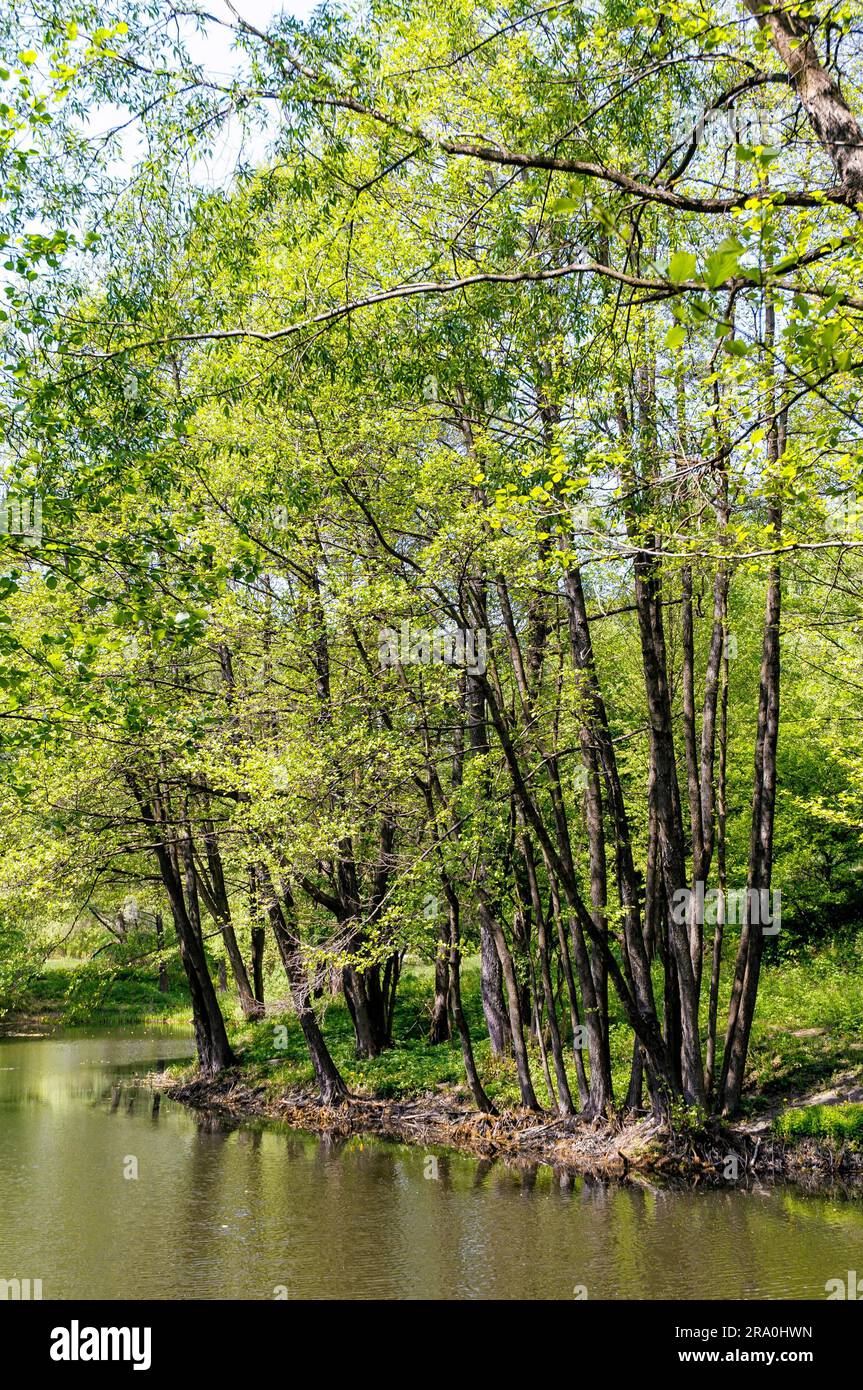 Ukrainian Forest and River in Pirogovo near Kiev Stock Photo - Alamy