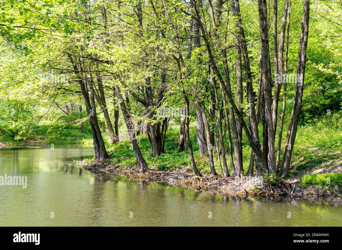 Ukrainian Forest and River in Pirogovo near Kiev Stock Photo - Alamy