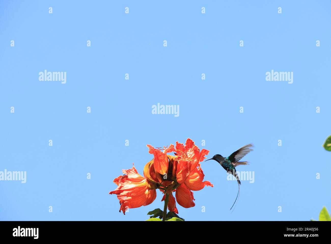 The black-billed streamertail (Trochilus scitulus) is a species of ...