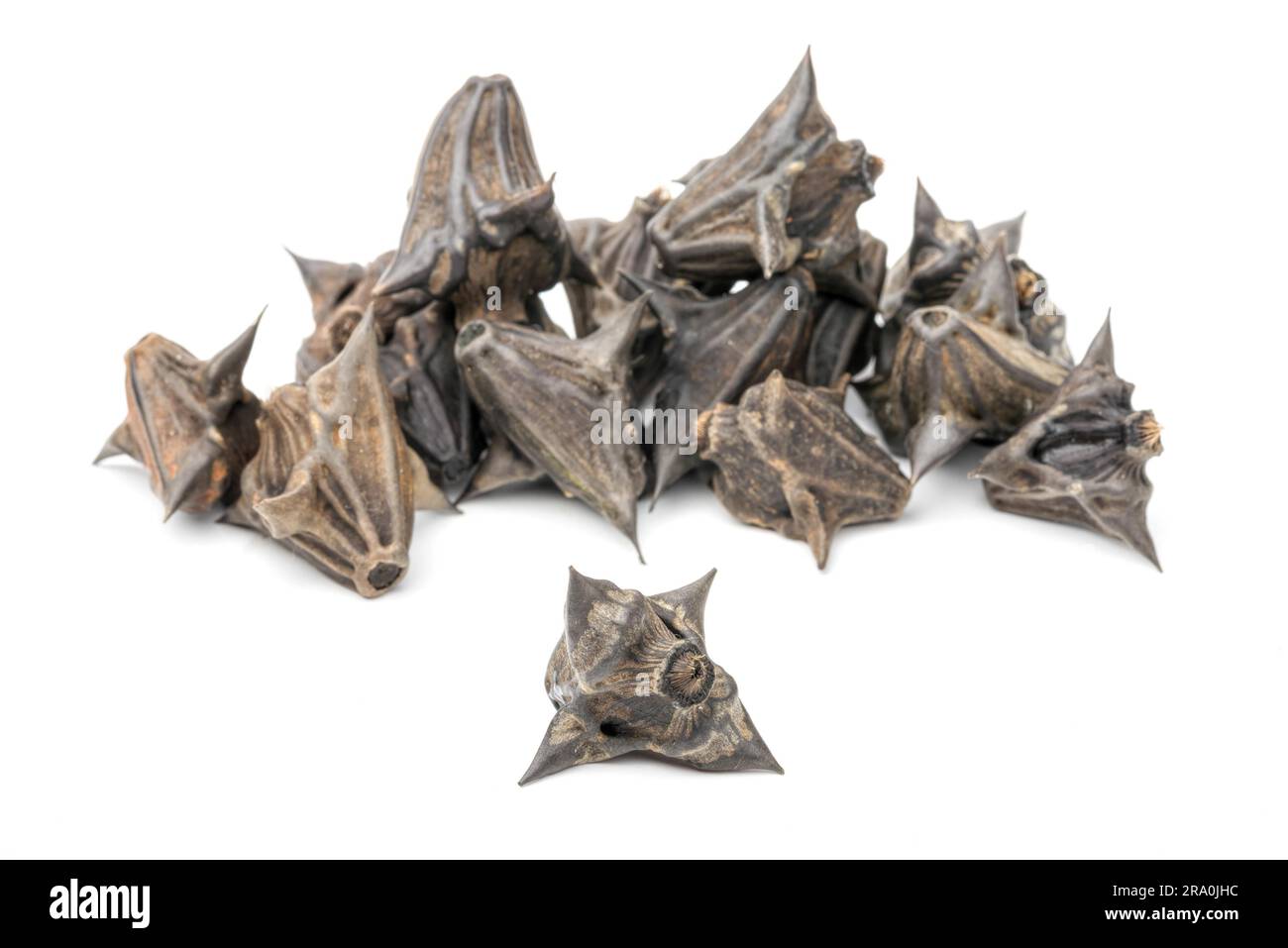 A heap of water chestnuts (trapa natans), isolated on a white ...