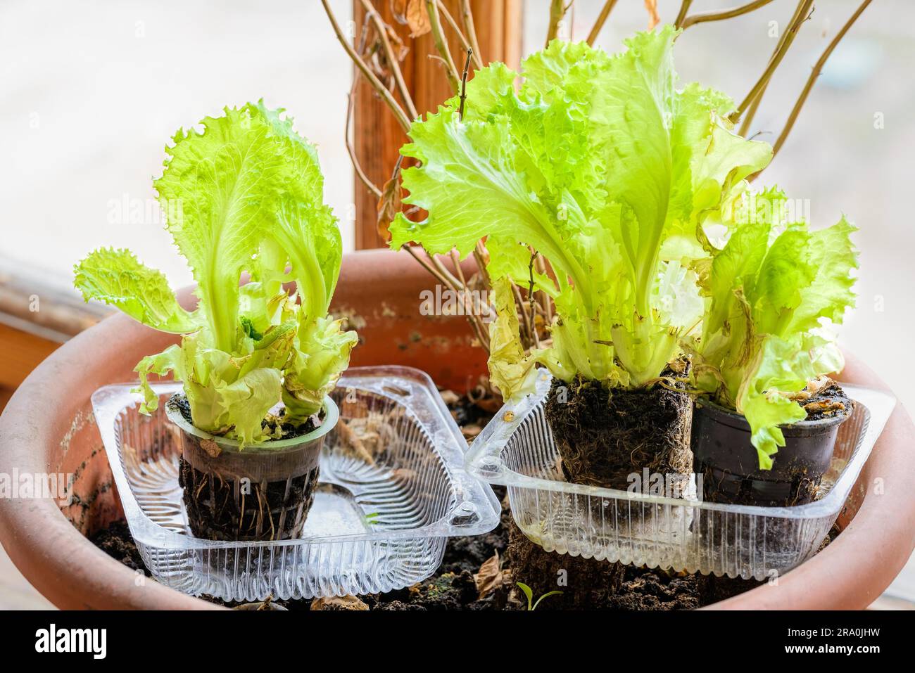 Recycling salad in recycled plastic trays Stock Photo - Alamy