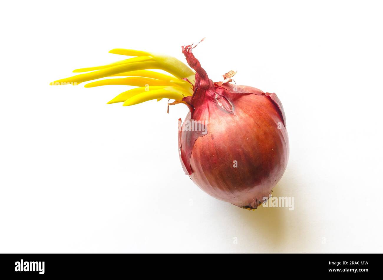 A red onion with green sprout Stock Photo - Alamy