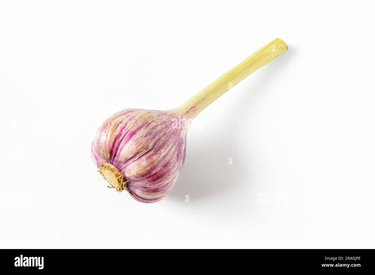 Fresh young pink garlic with a long stem on white background Stock ...