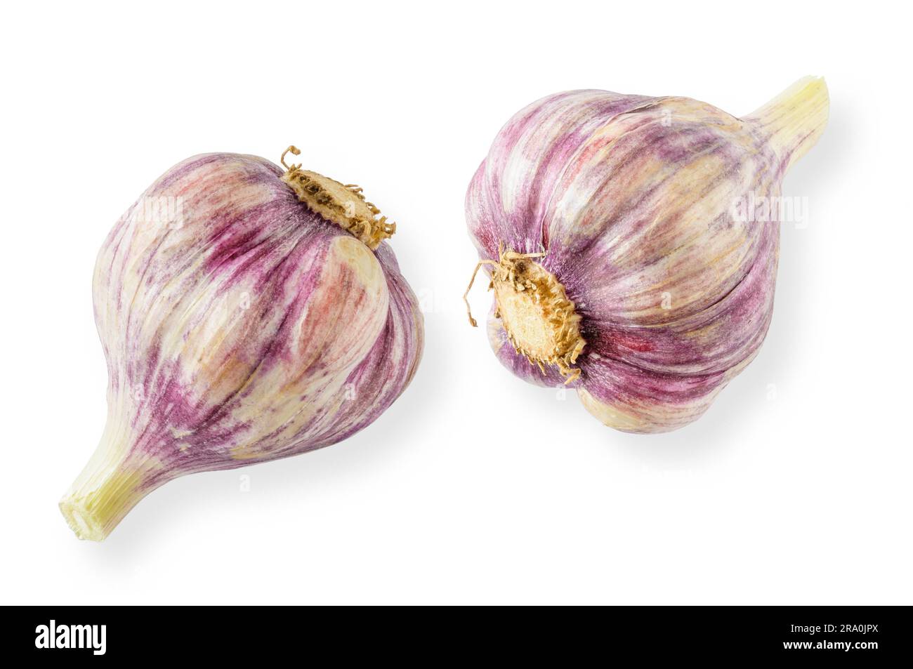 Fresh young pink garlic on white background Stock Photo - Alamy