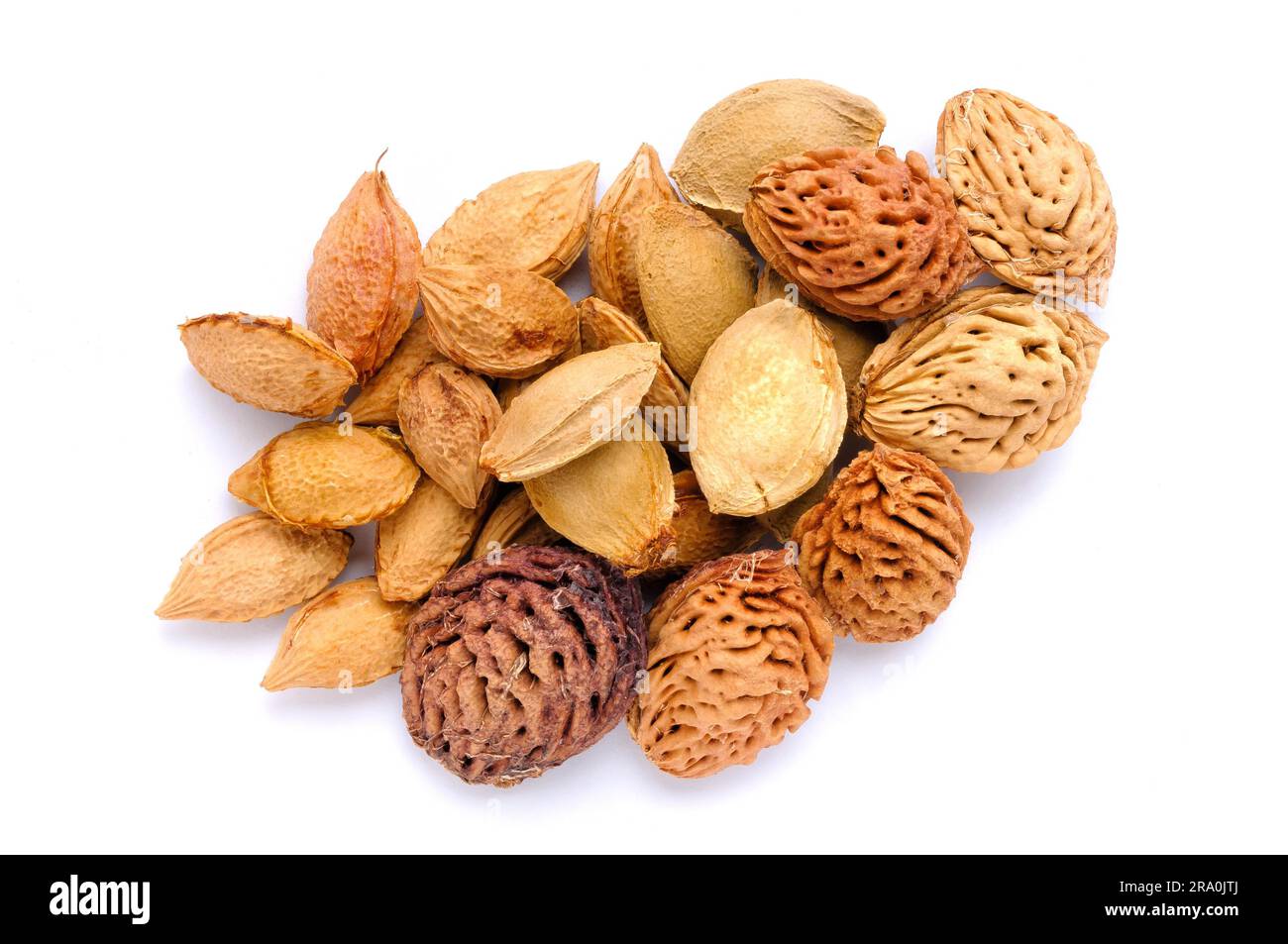Plum, peach and apricot kernels isolated on a white background Stock ...
