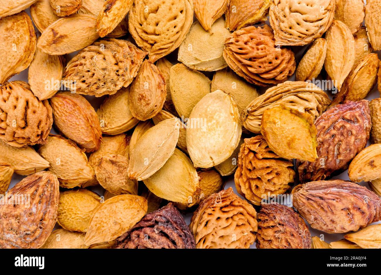 Plum, peach and apricot kernels seen in a close-up view Stock Photo - Alamy