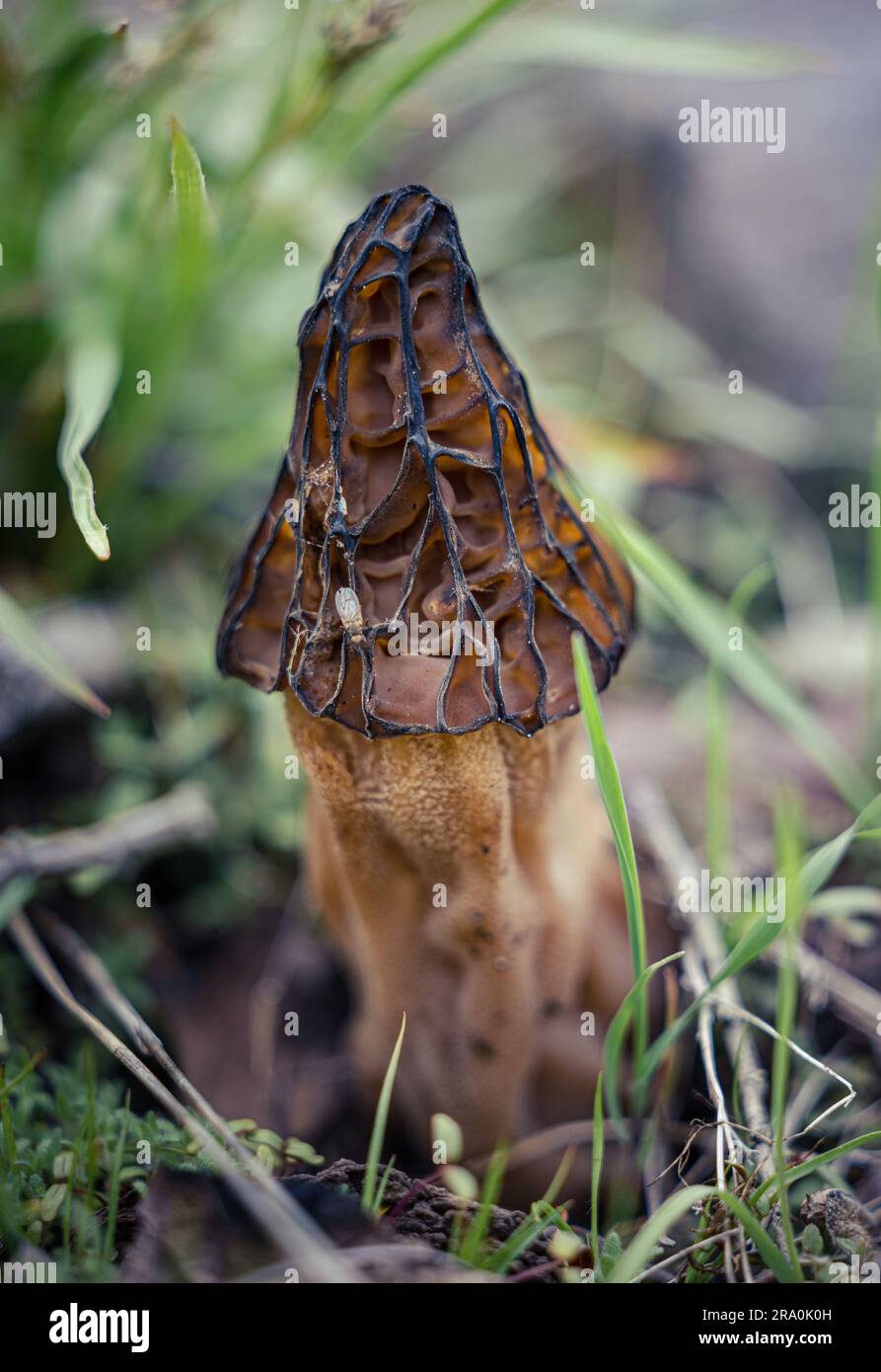 Close up of a Morel mushroom, Morchella elata. Found in the Sierra ...